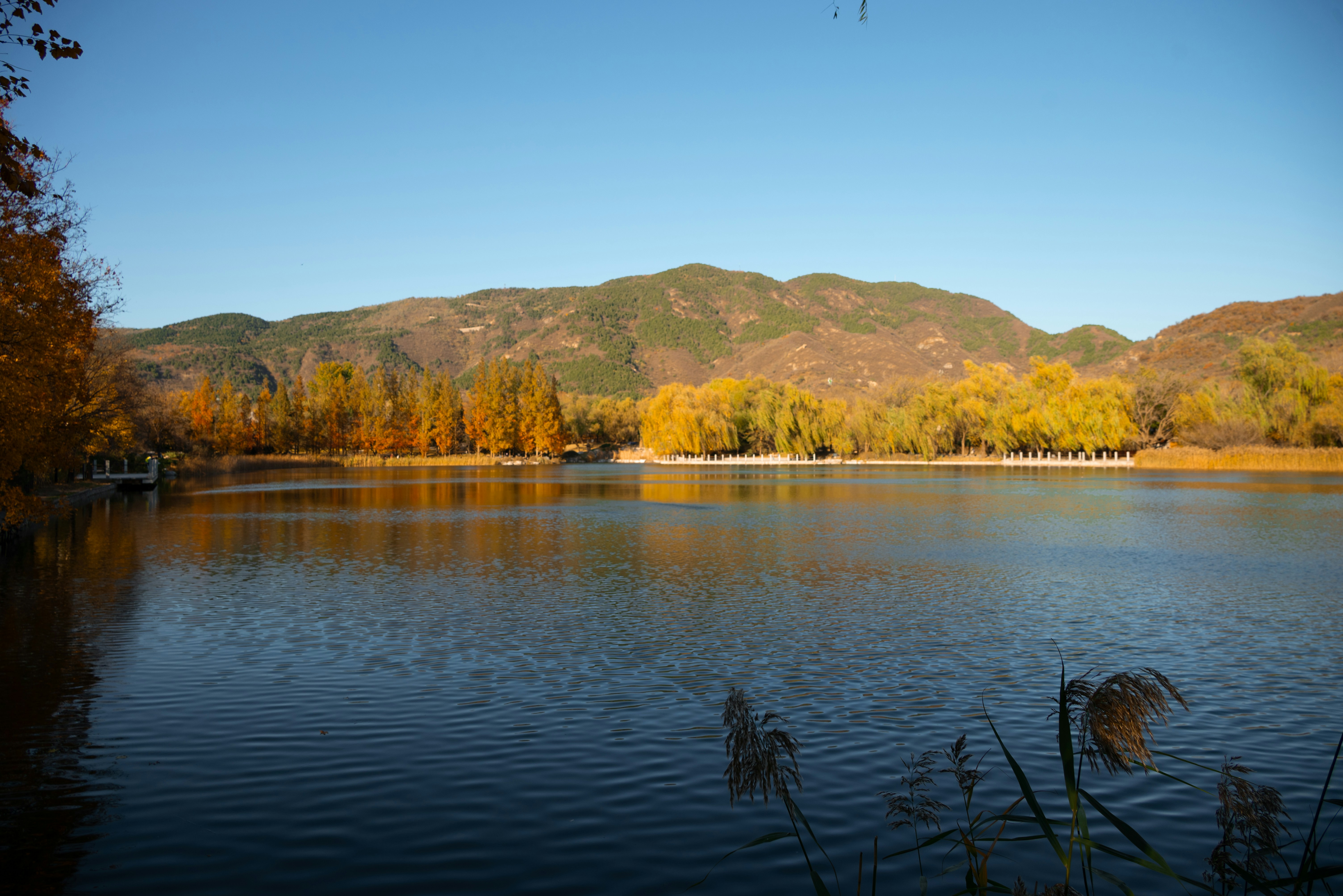 Golden autumn foliage mirrored in calm lake under clear blue sky. Scenic landscape captures the essence of a serene fall day.