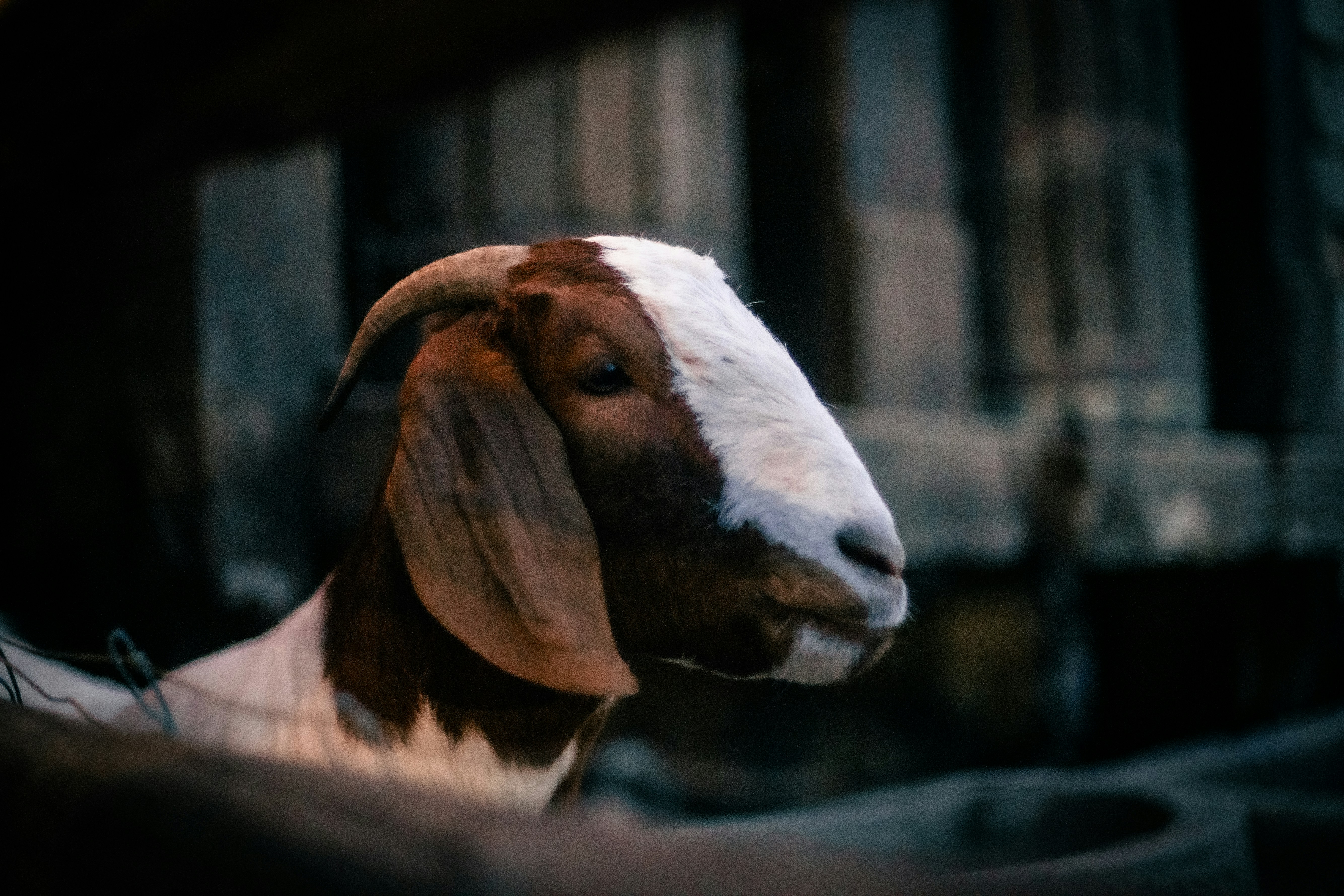 Barnyard Gaze: A Goat's Quiet Turn in the Shadows