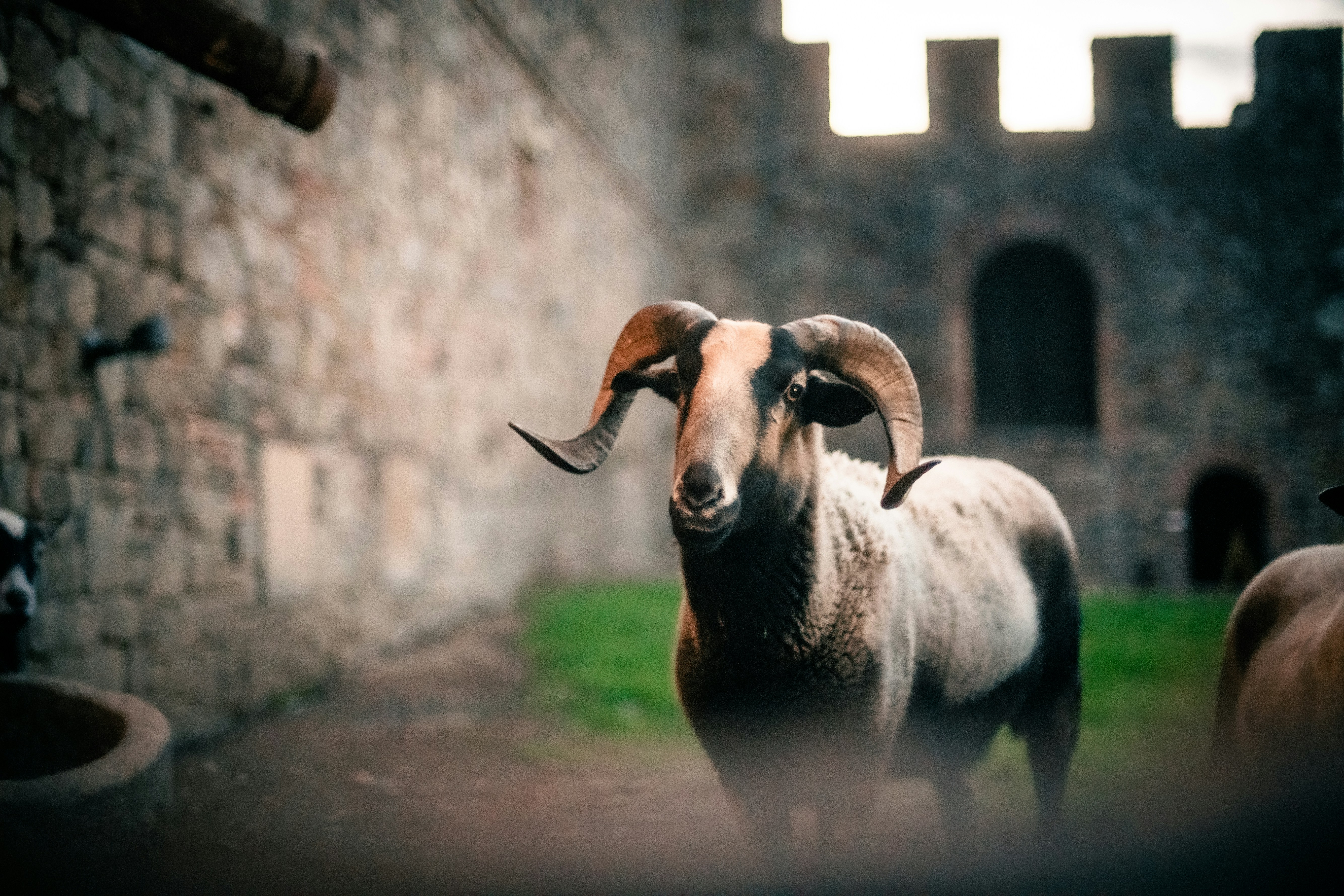 Ram at the Gate: a horned silhouette in a weathered fortress yard