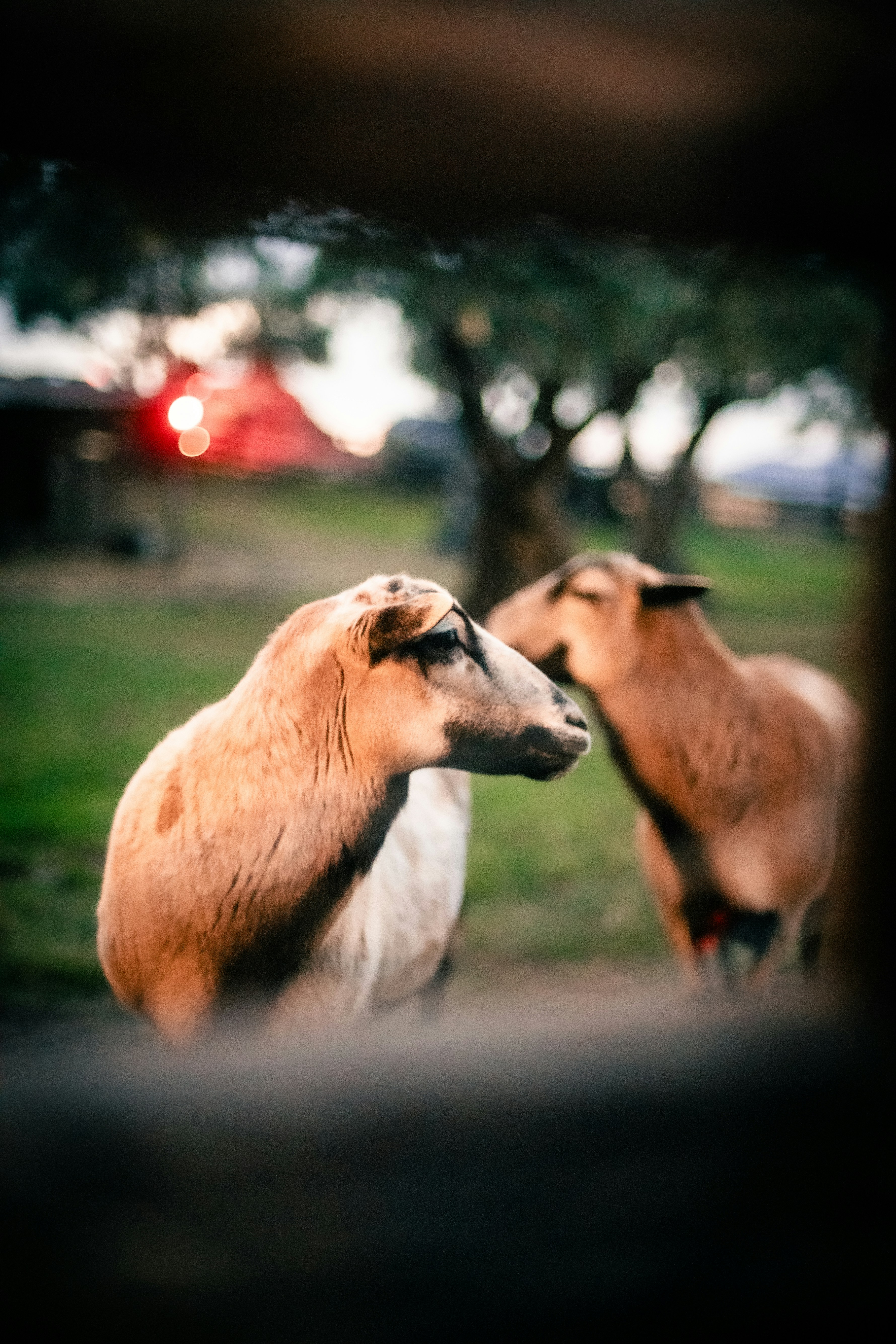Through the Fence: Two Horses in Soft Focus