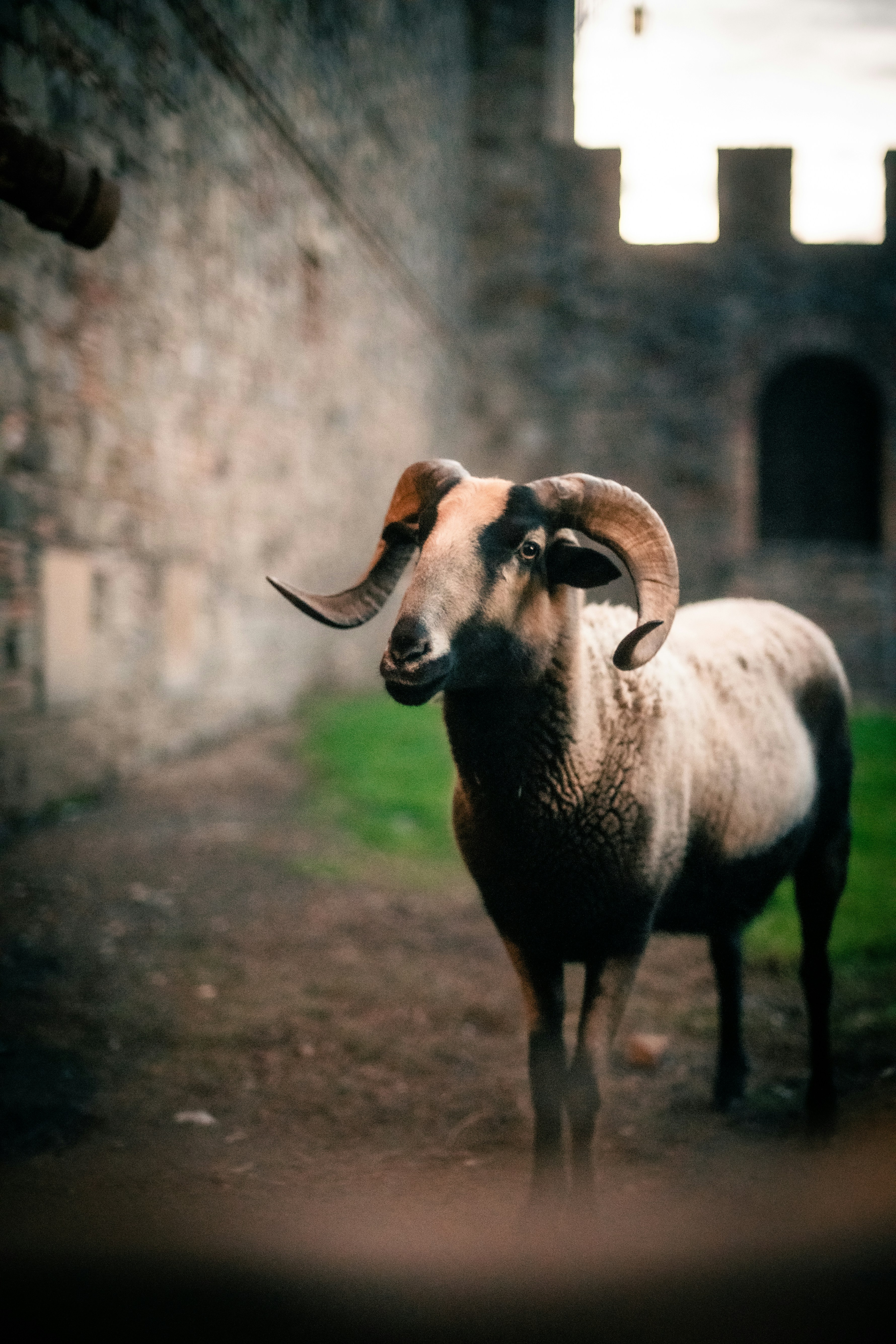 Horned Guardian of the Ruined Courtyard