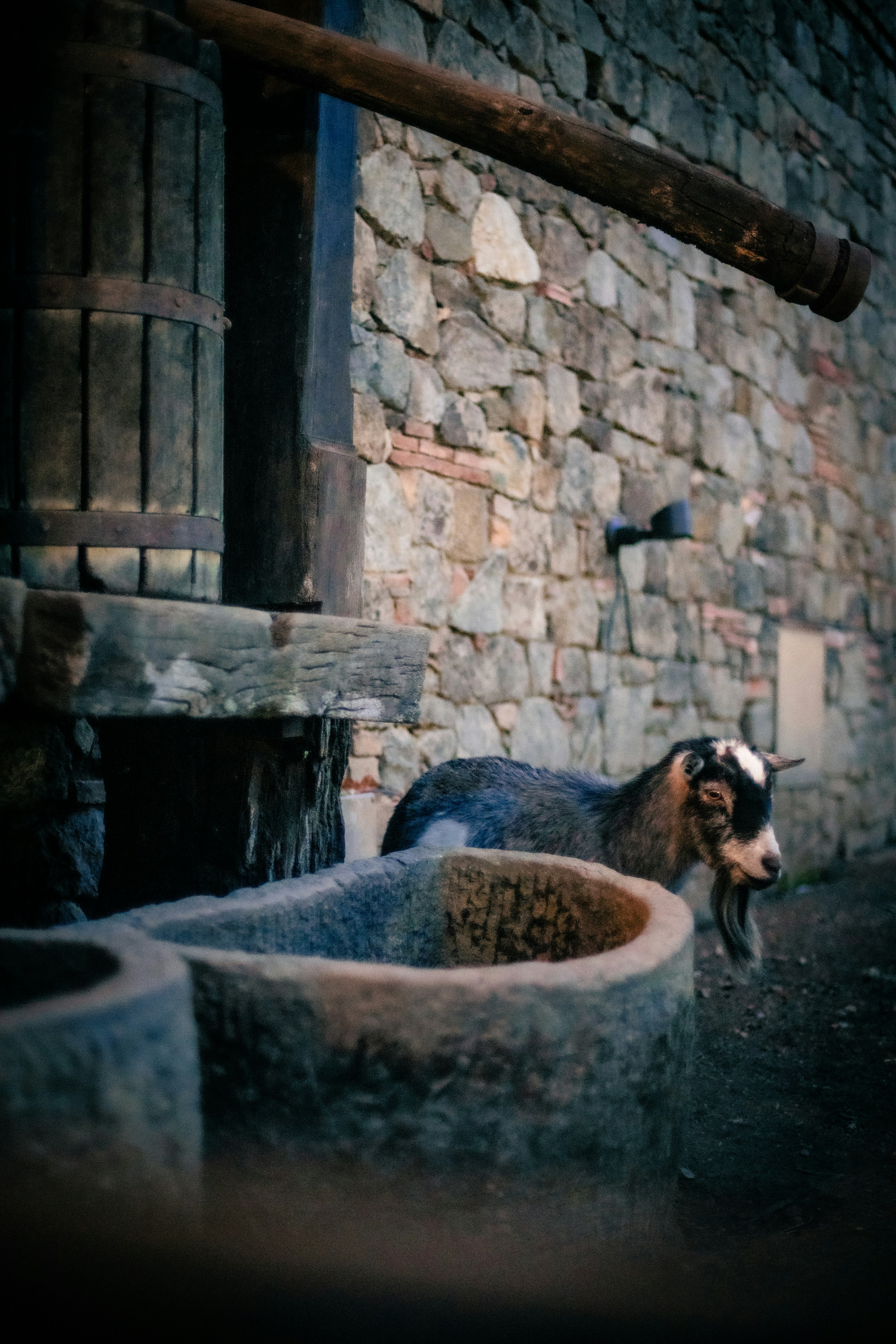 Goat in the Courtyard: A Quiet Moment by the Stone Wall
