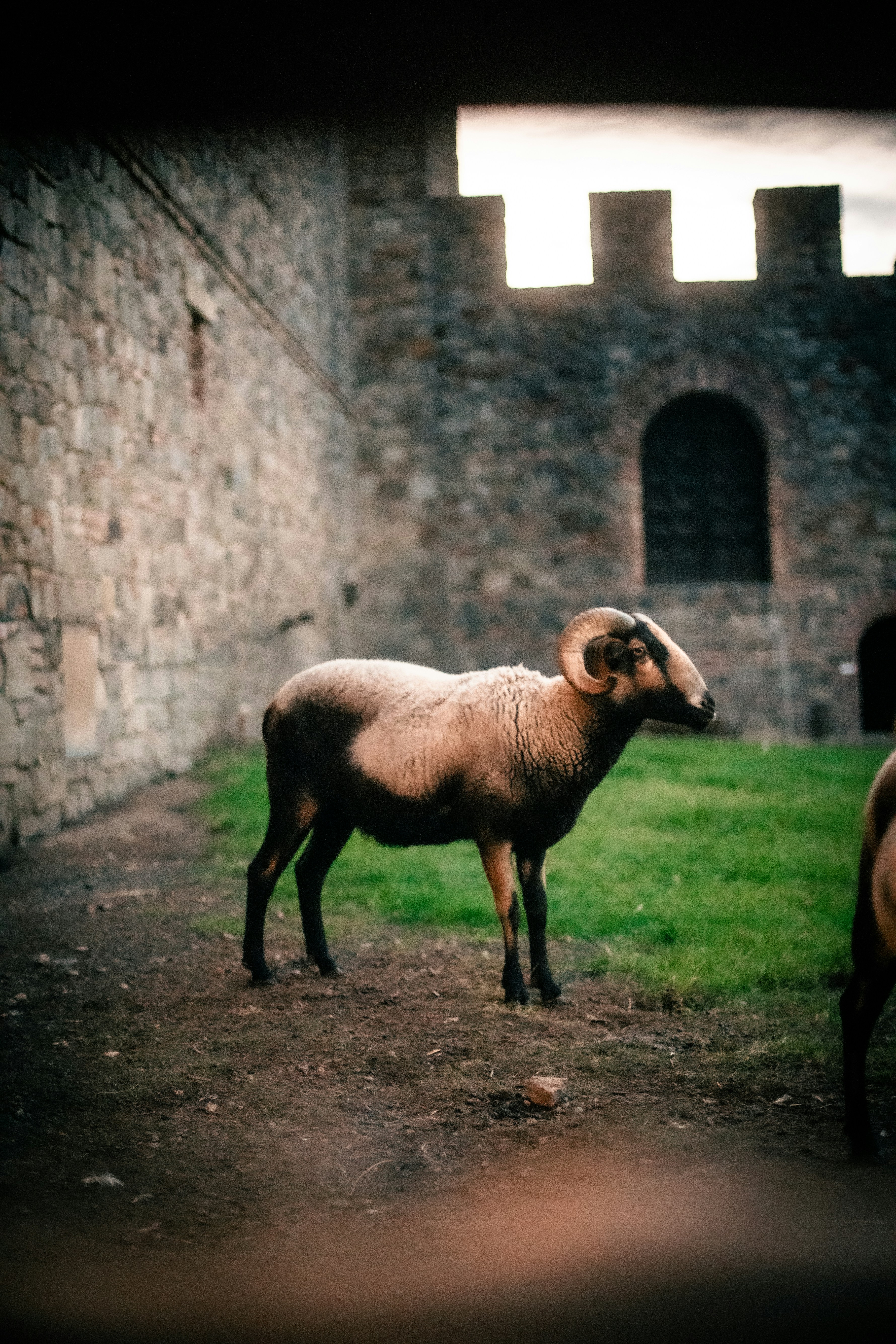 Woolly Sentinel in a Castle Courtyard