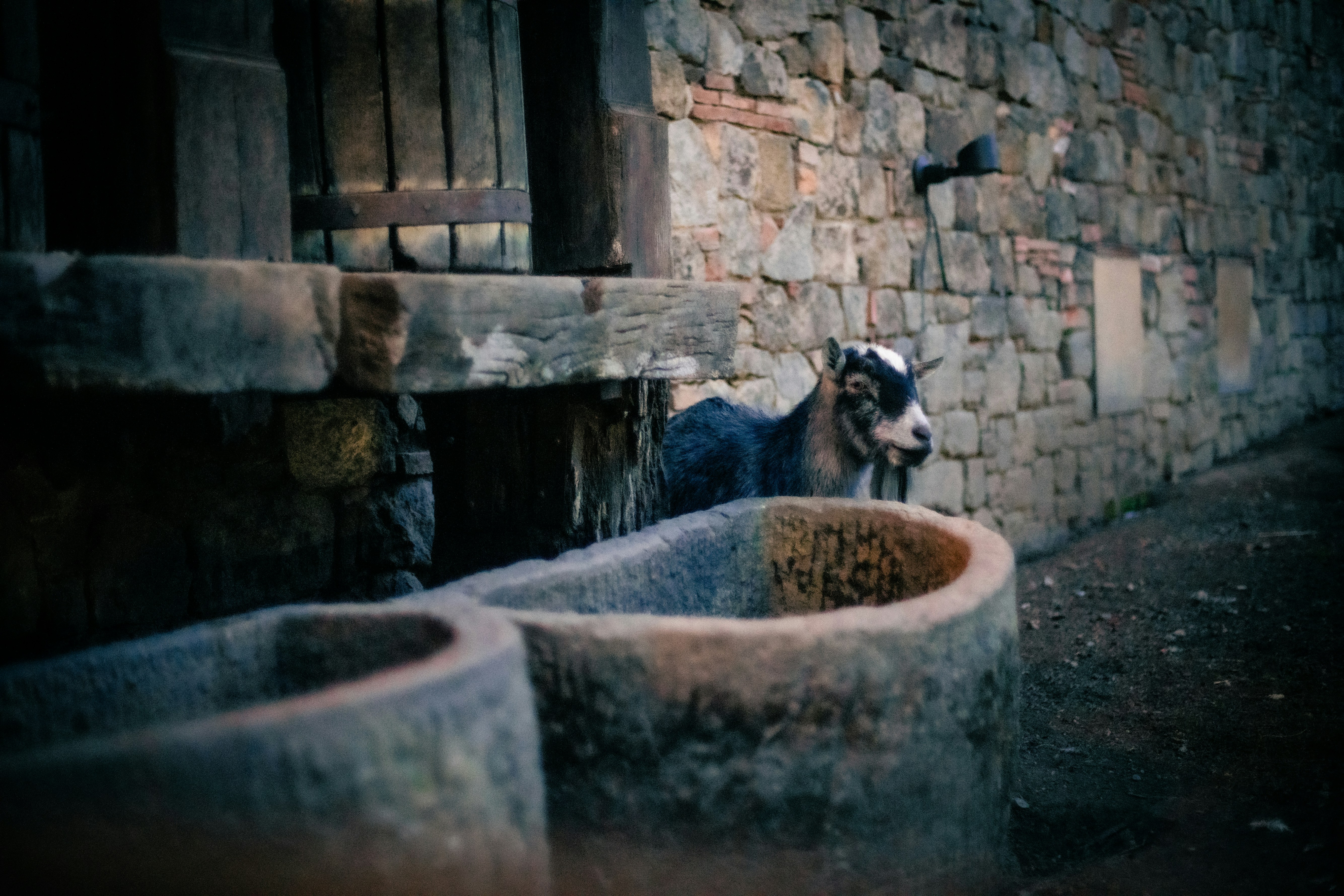 Curious Sheepdog Peering from the Barnyard Basins
