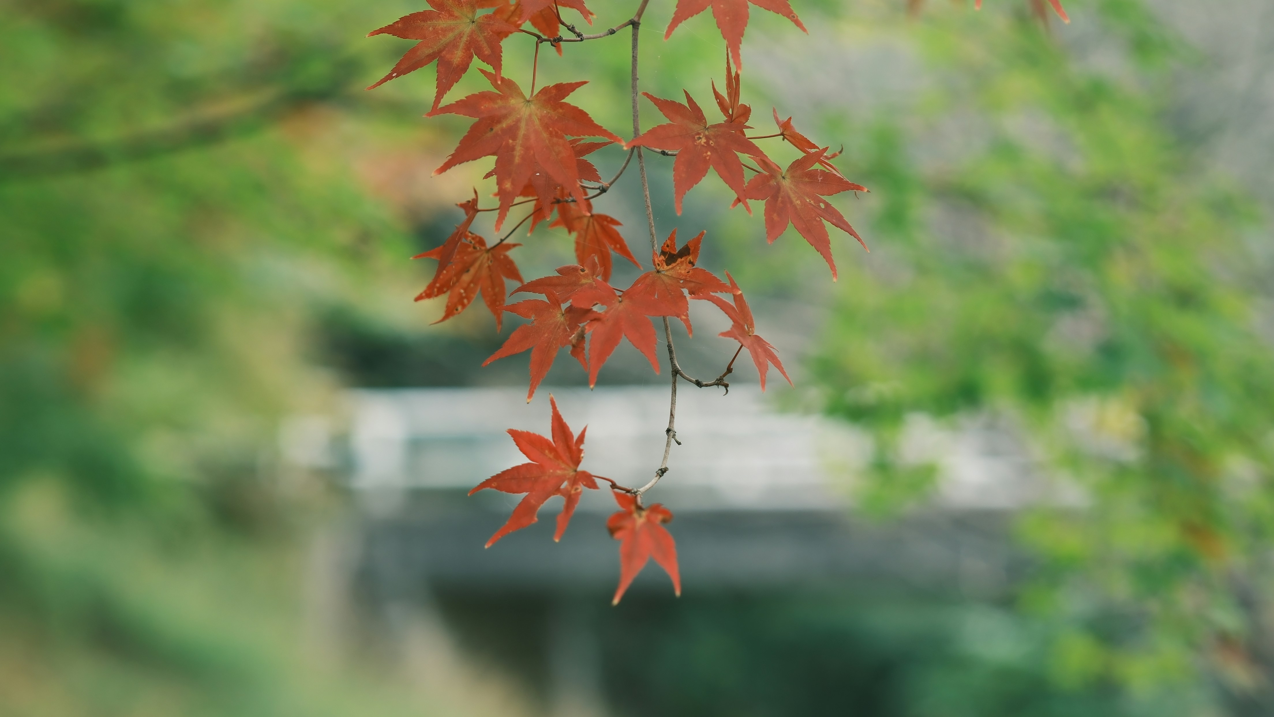 Crimson Maple Cascade Over a Quiet Green Backdrop