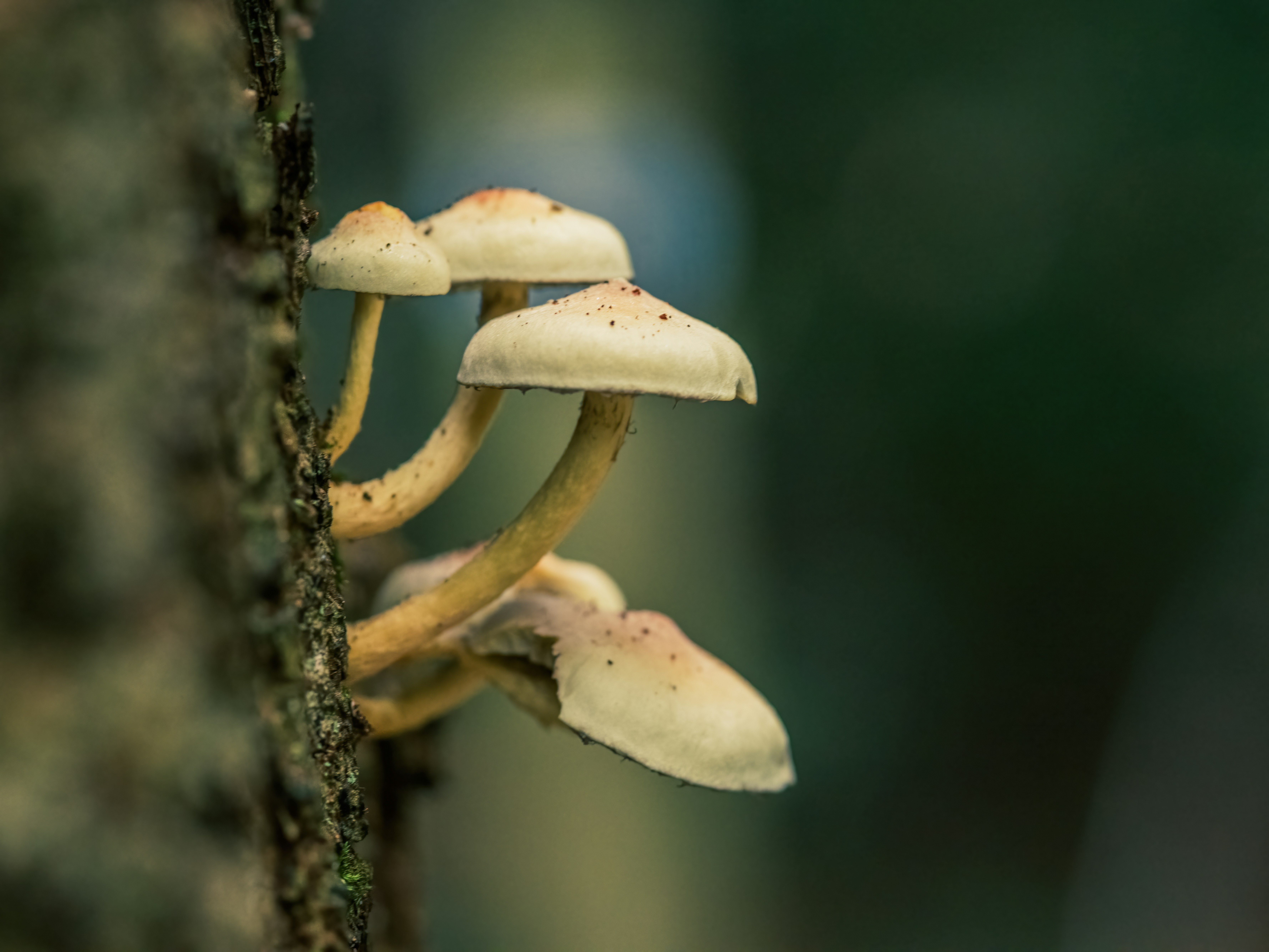 White-capped mushrooms cling to a mossy trunk with emerald bokeh