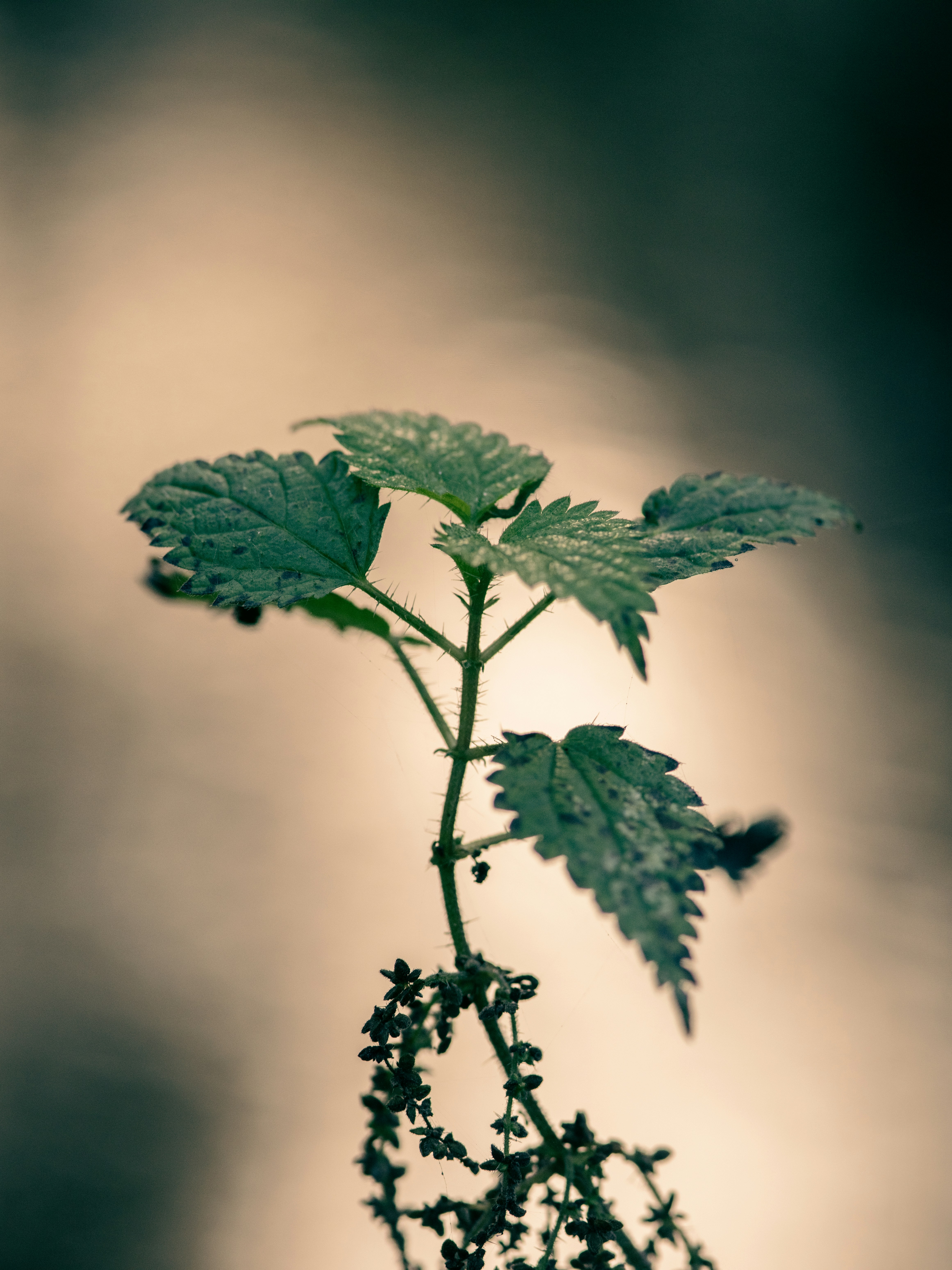 A small green plant with leaves on itDoncoombez
