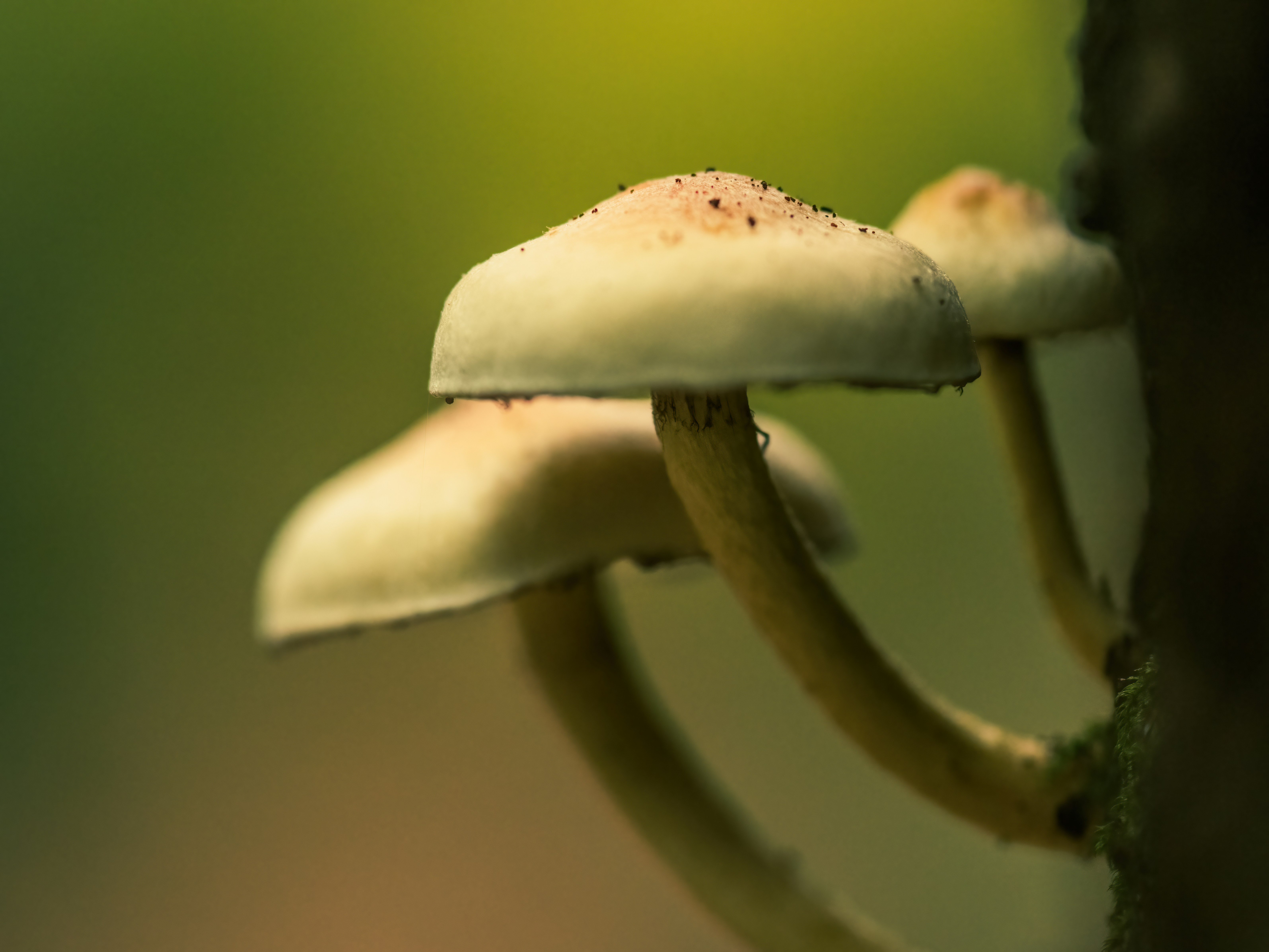 Trio of Cream Mushrooms Clinging to a Mossy Stem in Soft Forest Light