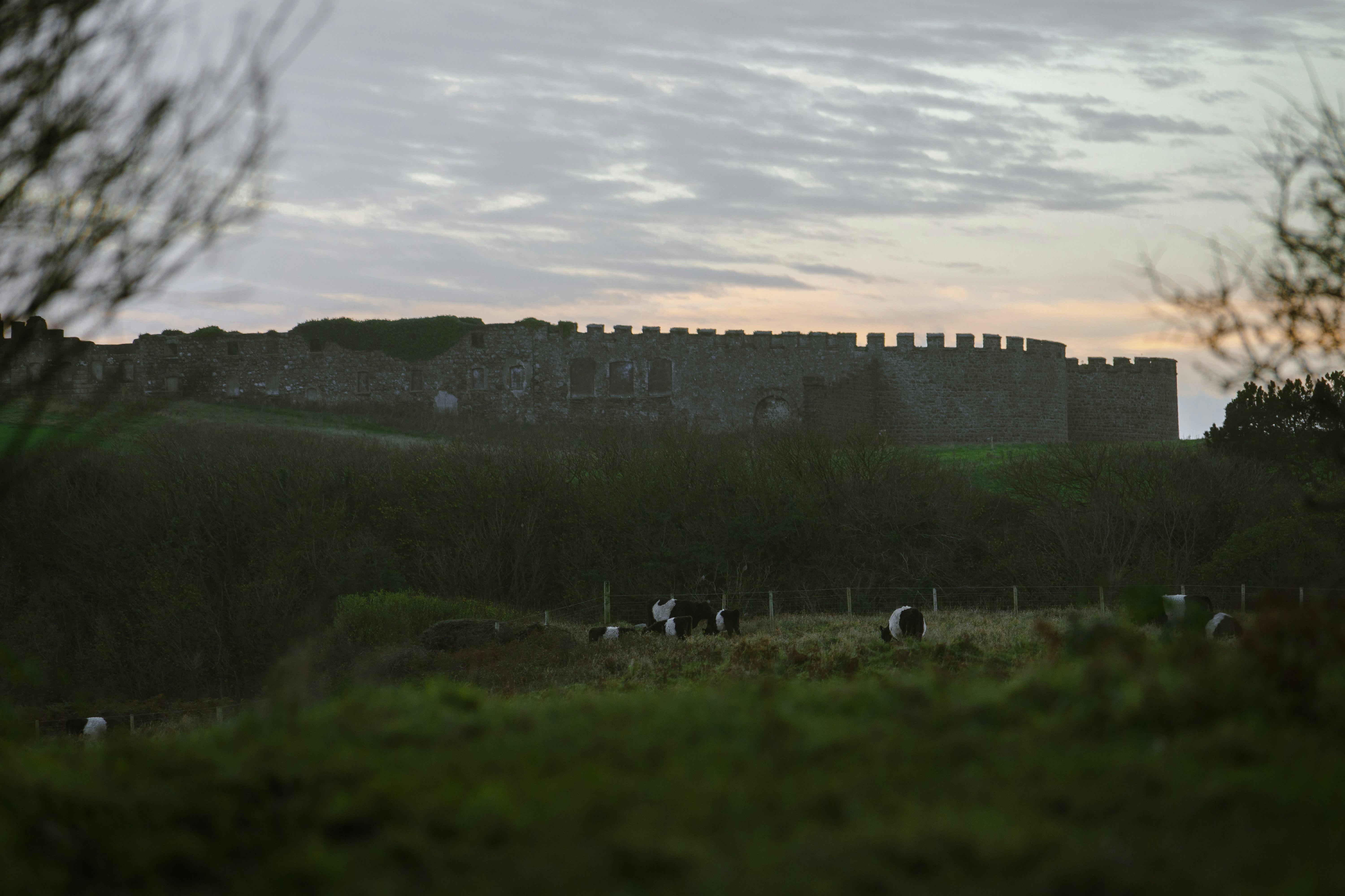 Twilight Ramparts: Cattle Beneath a Quiet Fortress