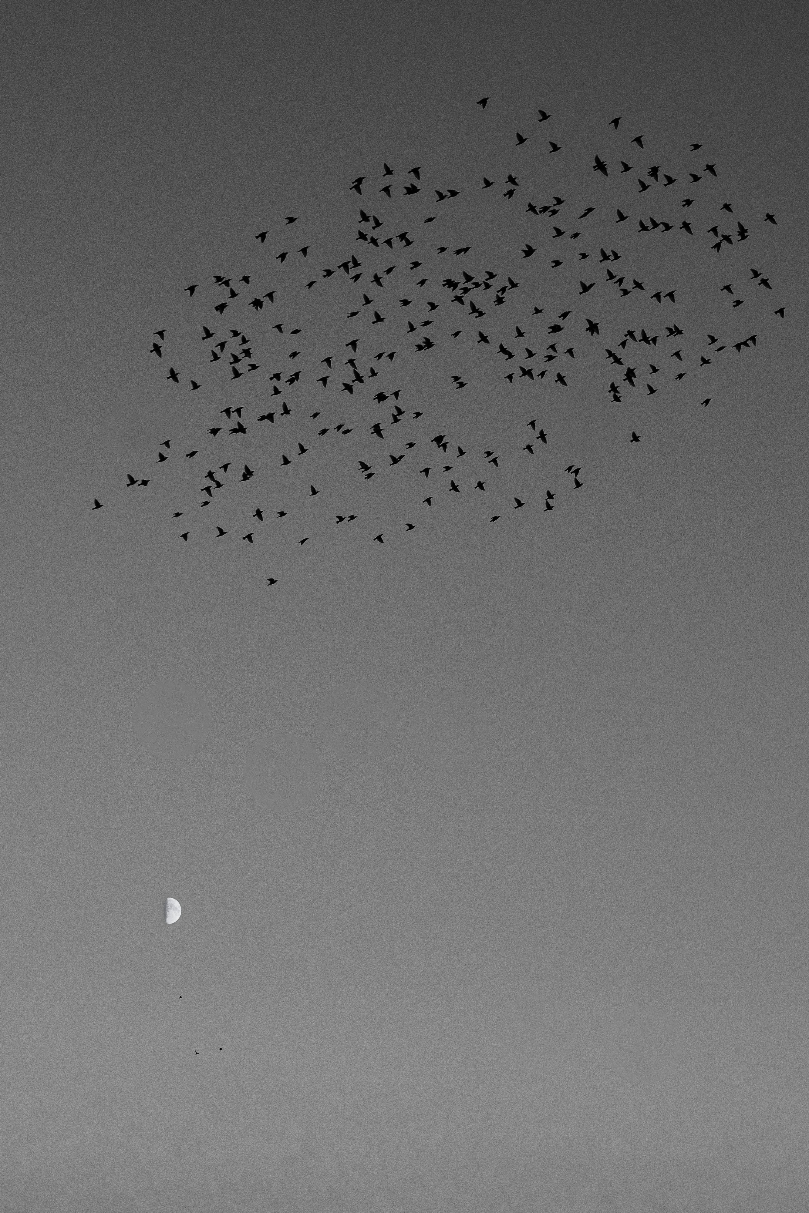 A murmuration of starlings in the early evening