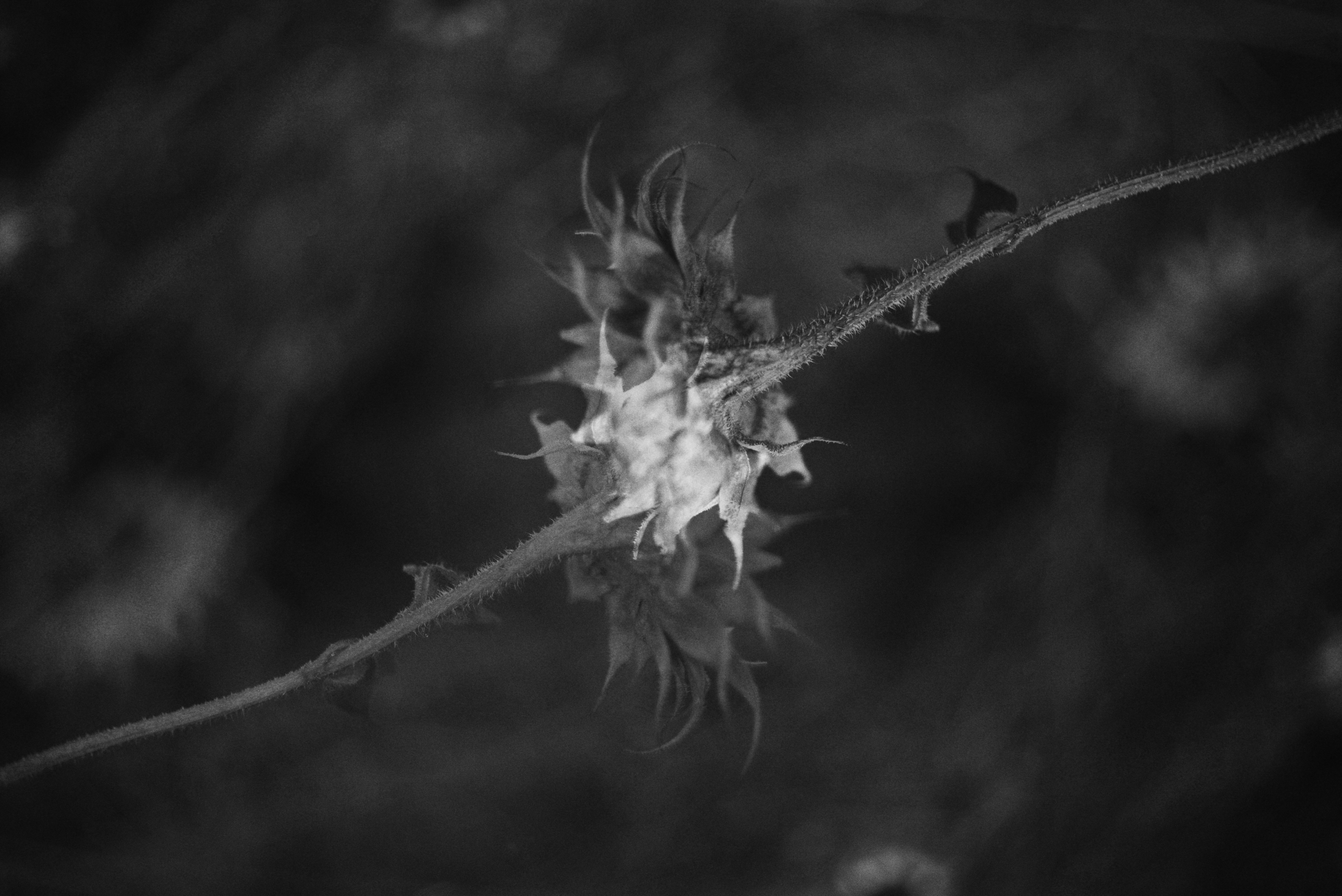 Close-up of a thorny bloom along a thin branch amid soft bokeh
