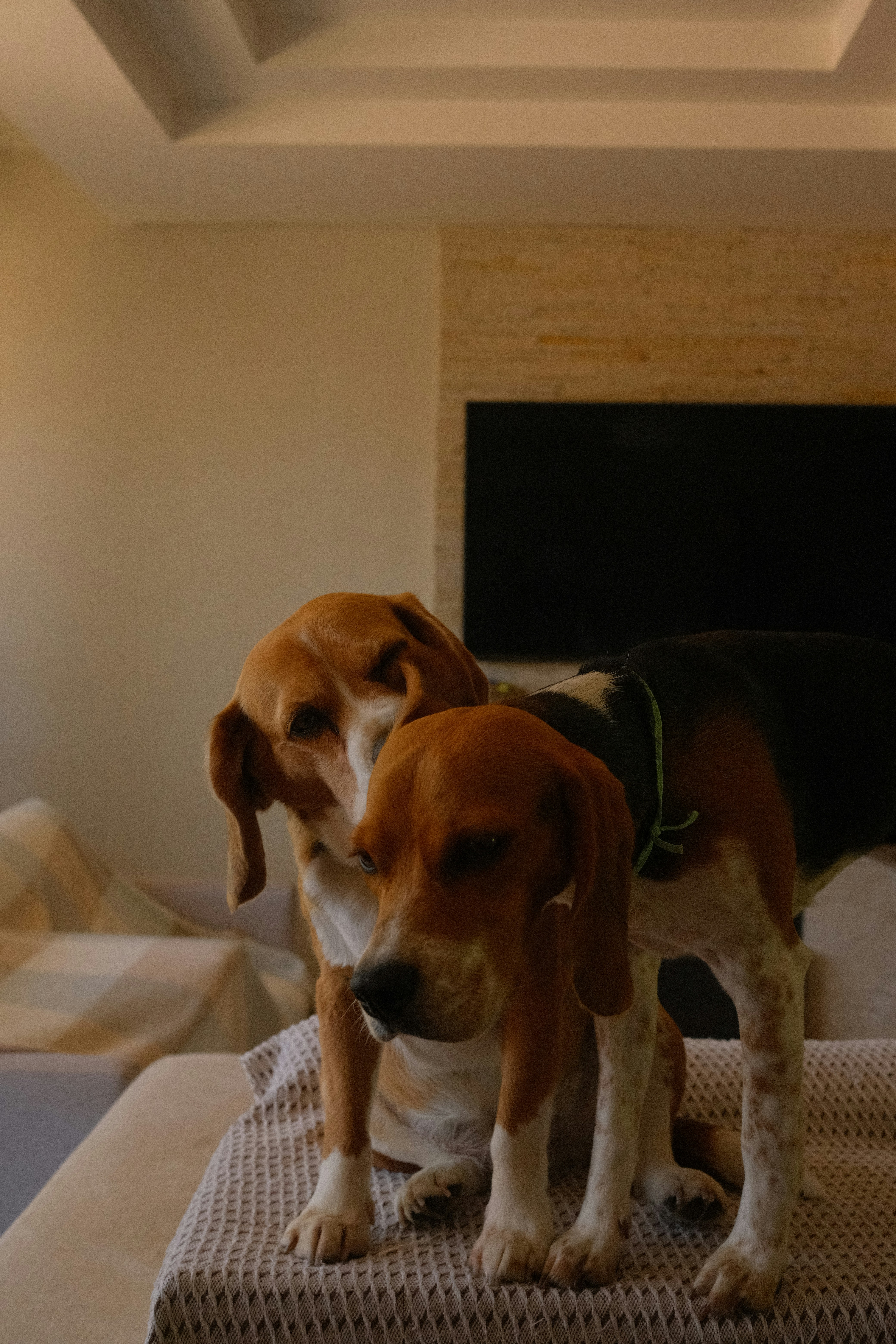 #patinha #paw #cachorro #dog #amigofiel #loyalfriend #beagle #doglover #instadog #pet #dogstagram #companheiro #mansbestfriend #pawsome #beagles #doglove #cãopanheiro #furryfriend #animaldeestimação #doglife #doggo #lovefordogs #melhoramigo #cutedog