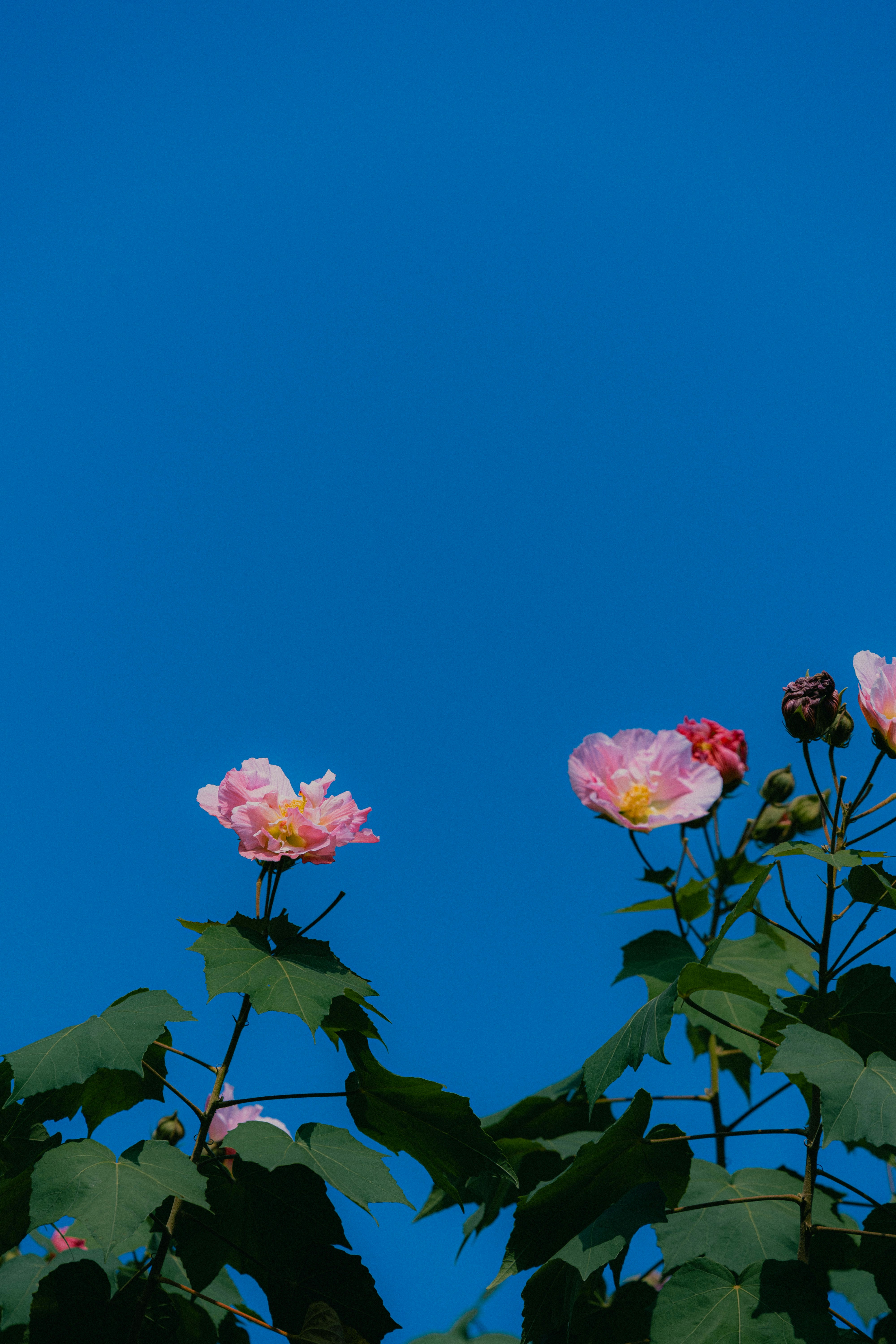 Photo by Patrick Shaun with Sony Alpha 7C