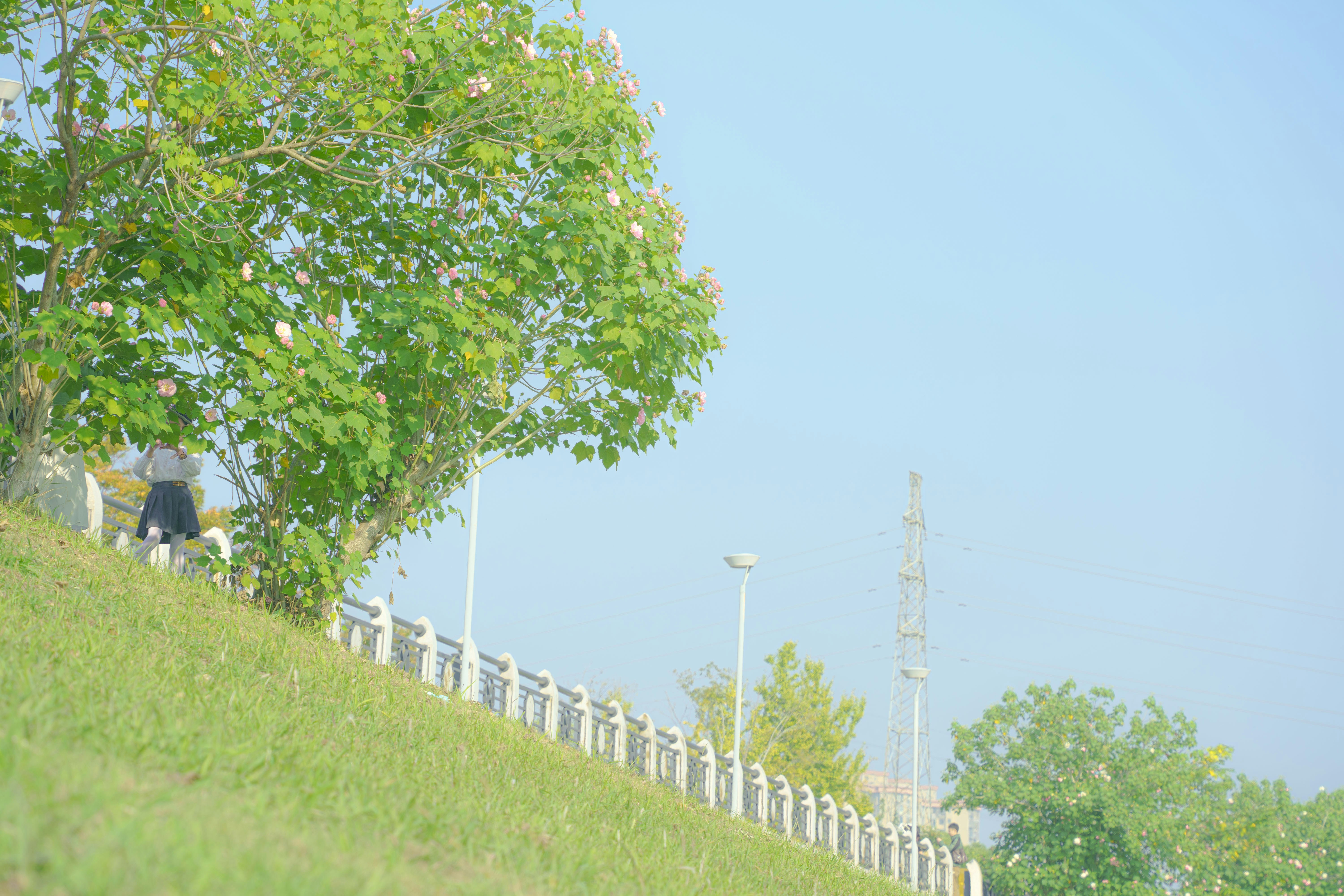 White Rail, Green Canopy: A Quiet hillside stroll under a pale blue sky