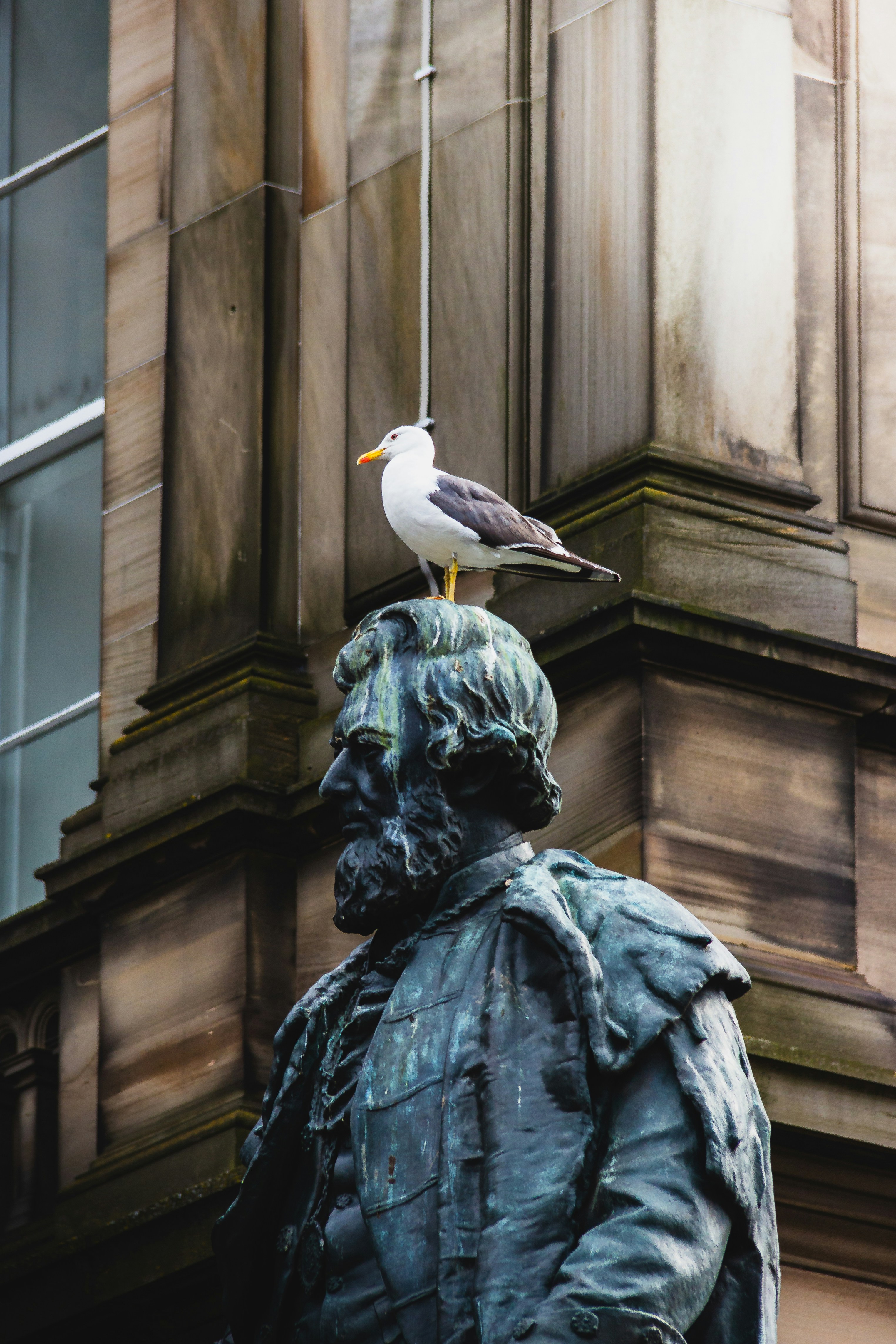 A seagull sitting on top of a statue of a man photo – Free Wallpaper ...