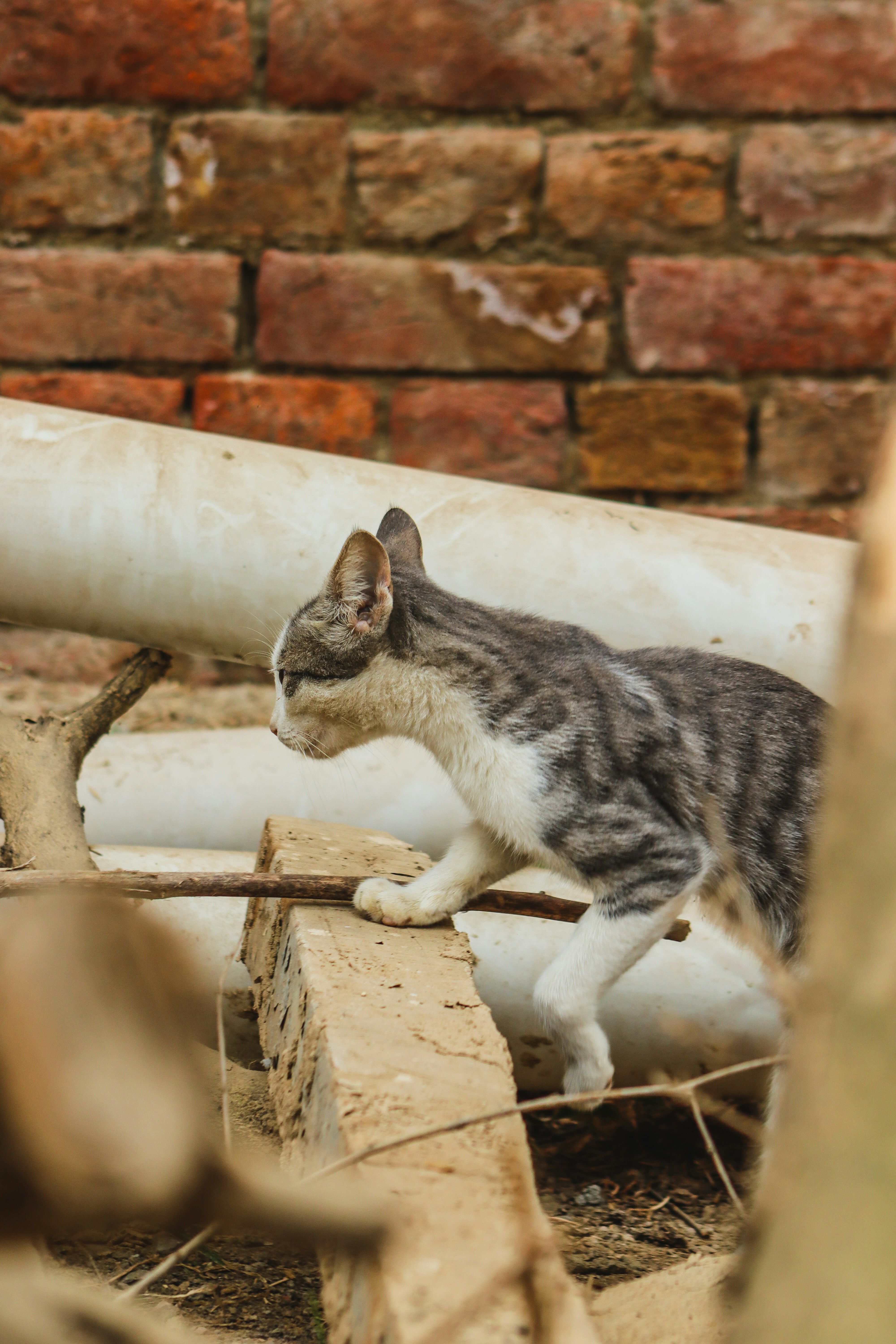 A Curious Cat Profiles the Construction Yard