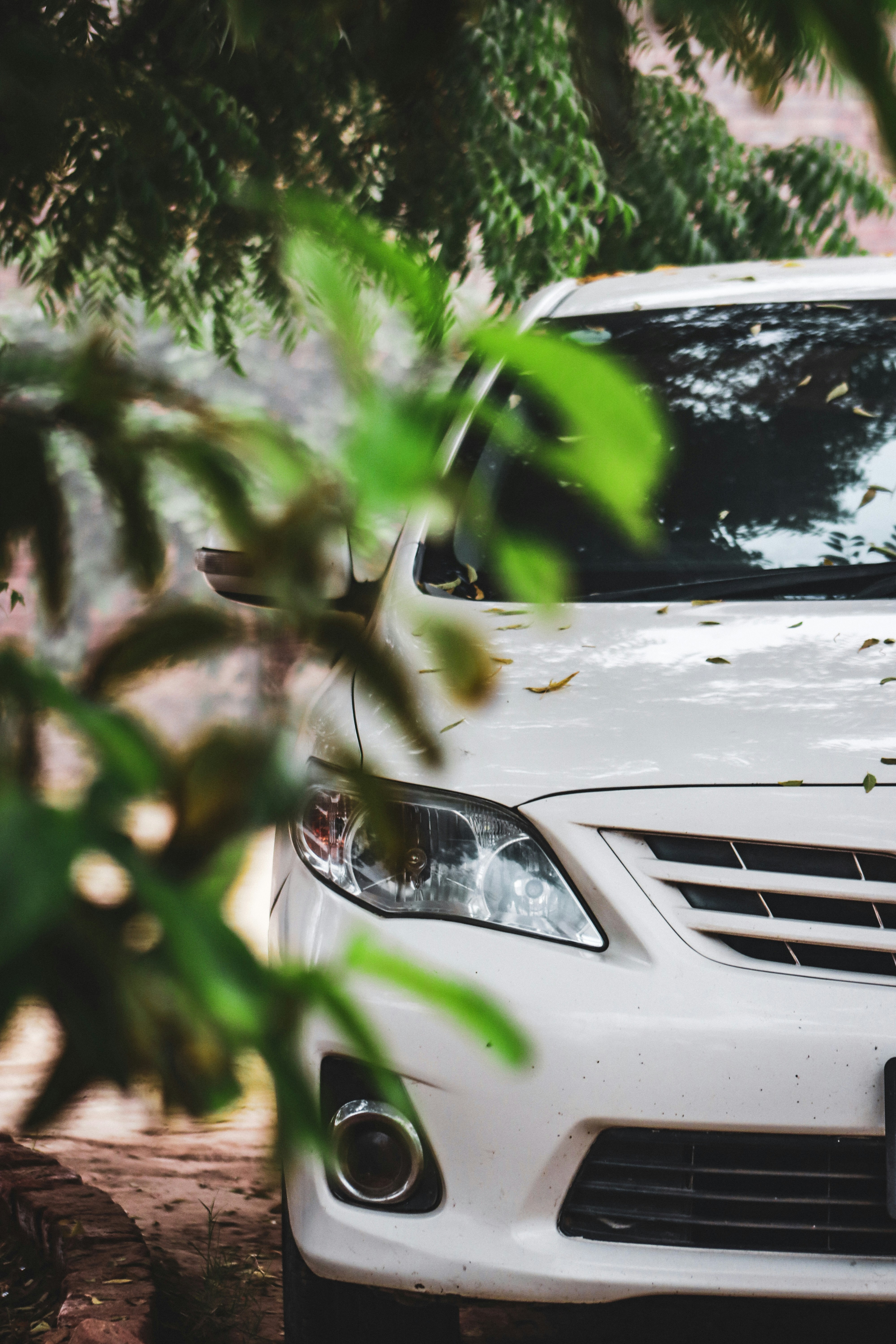 White SUV Hidden in the Green Curtain
