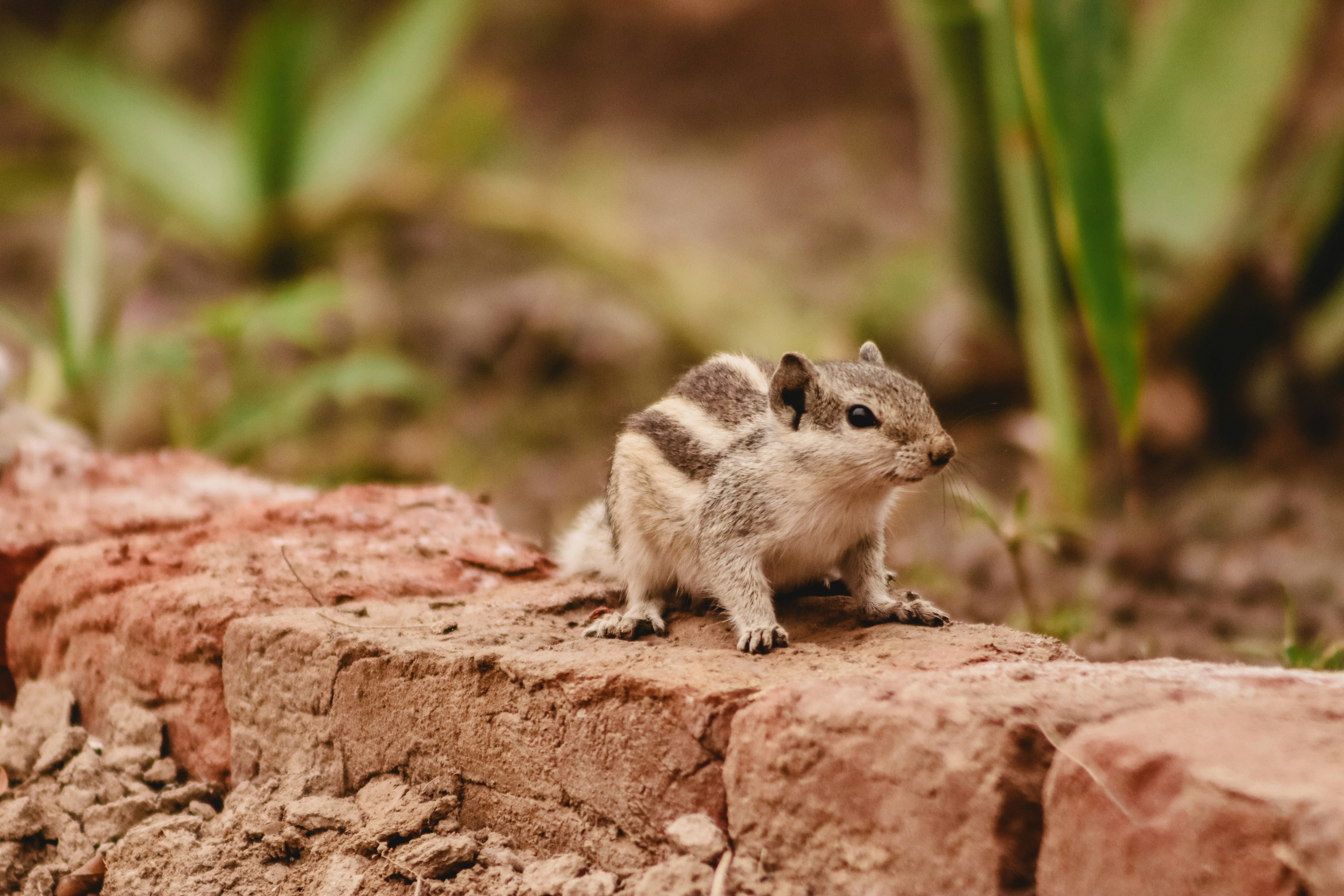 A small rodent sitting on top of a brick wall photo – Free Animal Image ...