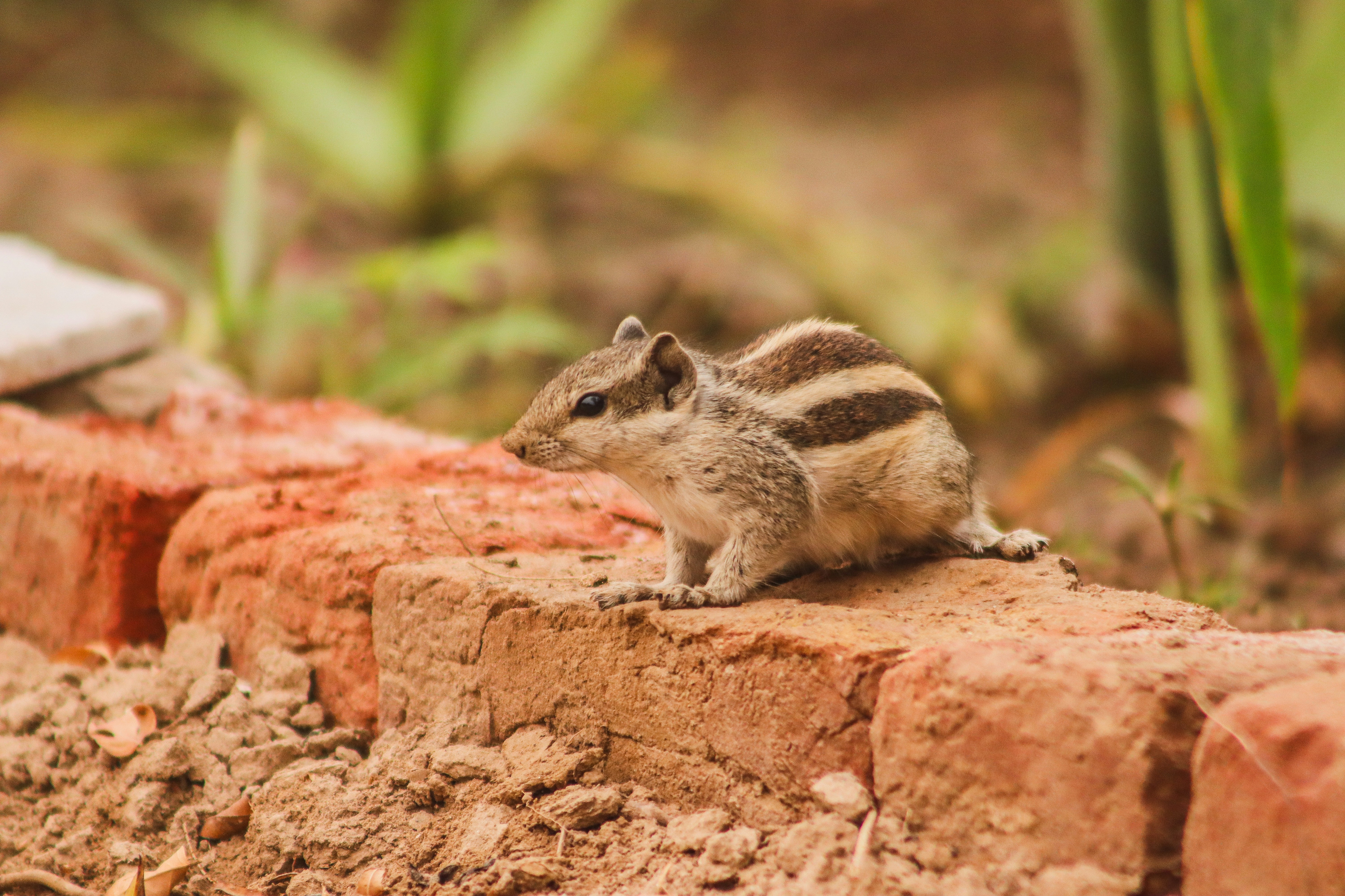 Brick-Ledge Pause: a Sunlit Squirrel