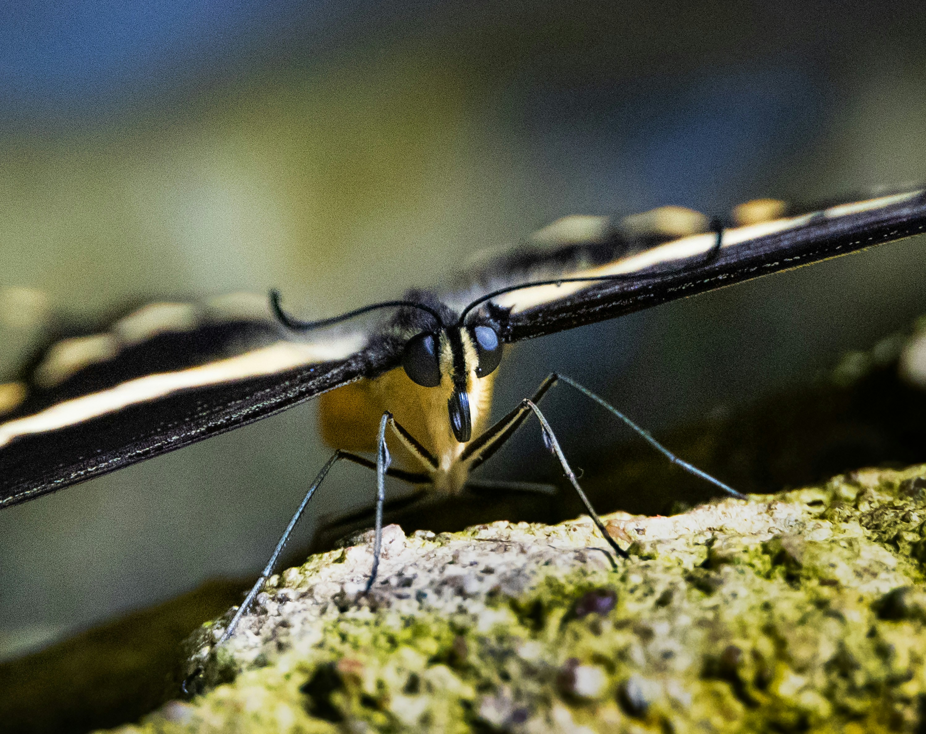 A close up of a bug on a rock photo – Free Rock Image on Unsplash