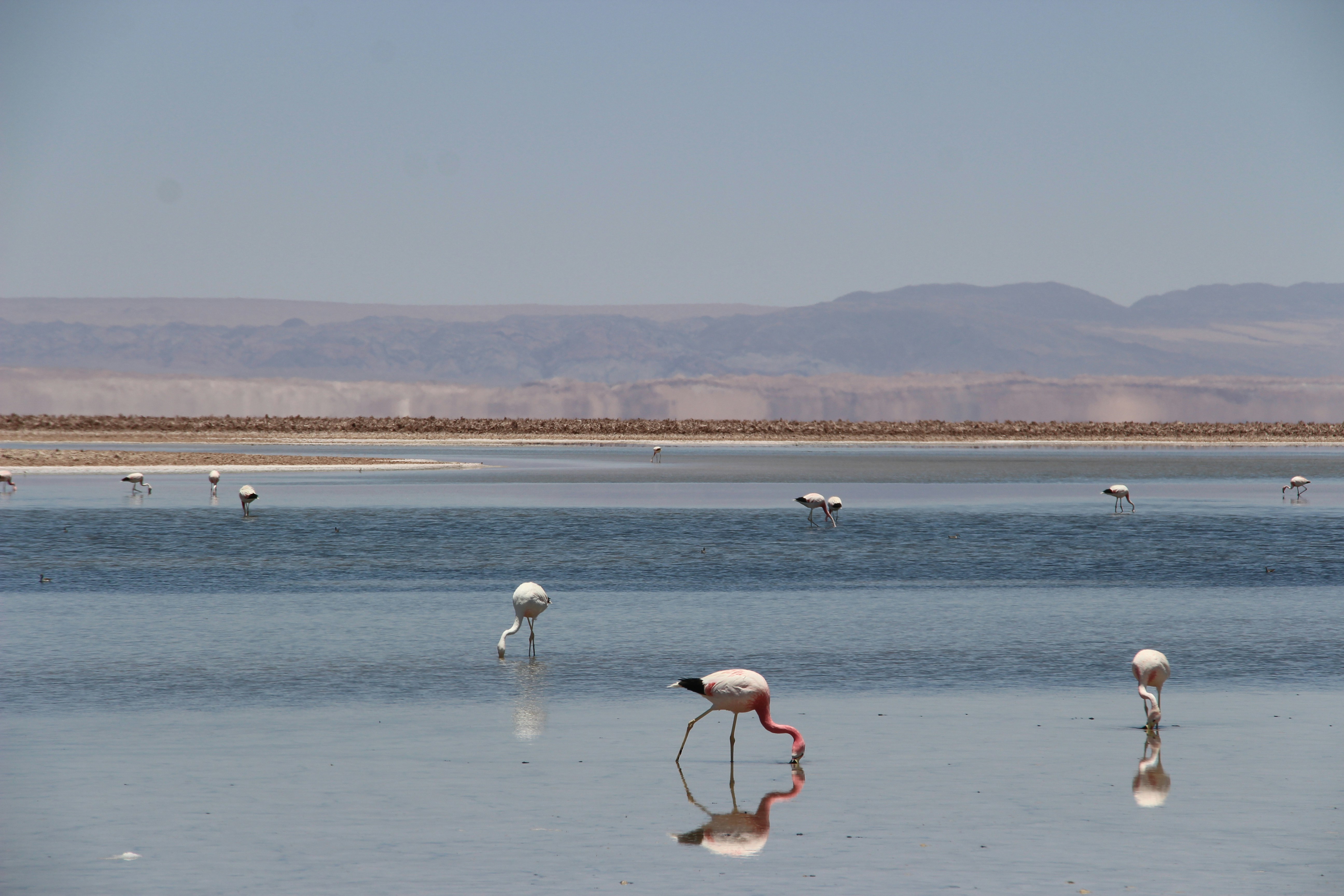 Flamingos in a Salt Flat at Distant Horizon