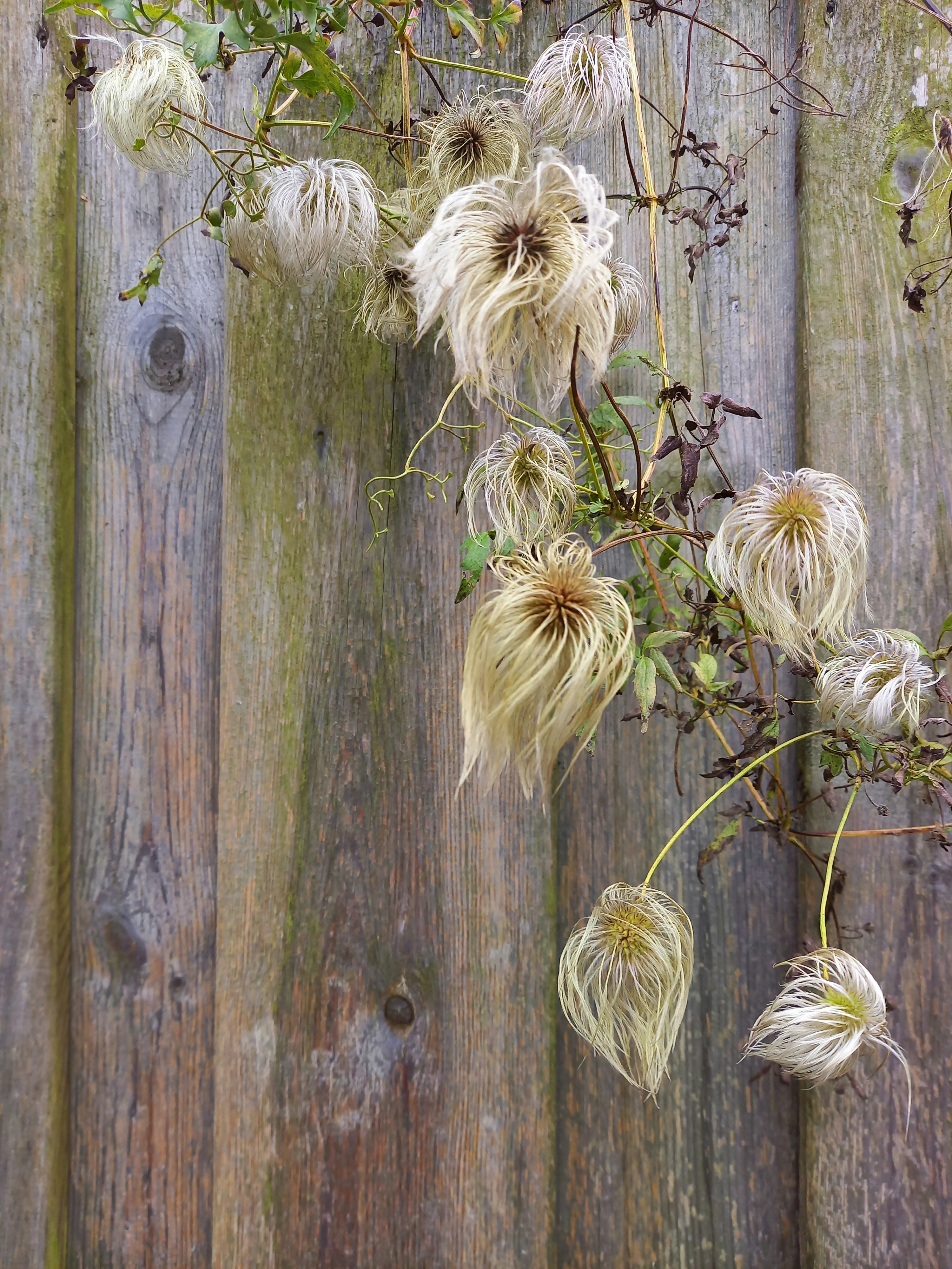 Feathery seed heads cling to a weathered wooden fence, creating an airy contrast with the grainy planks.