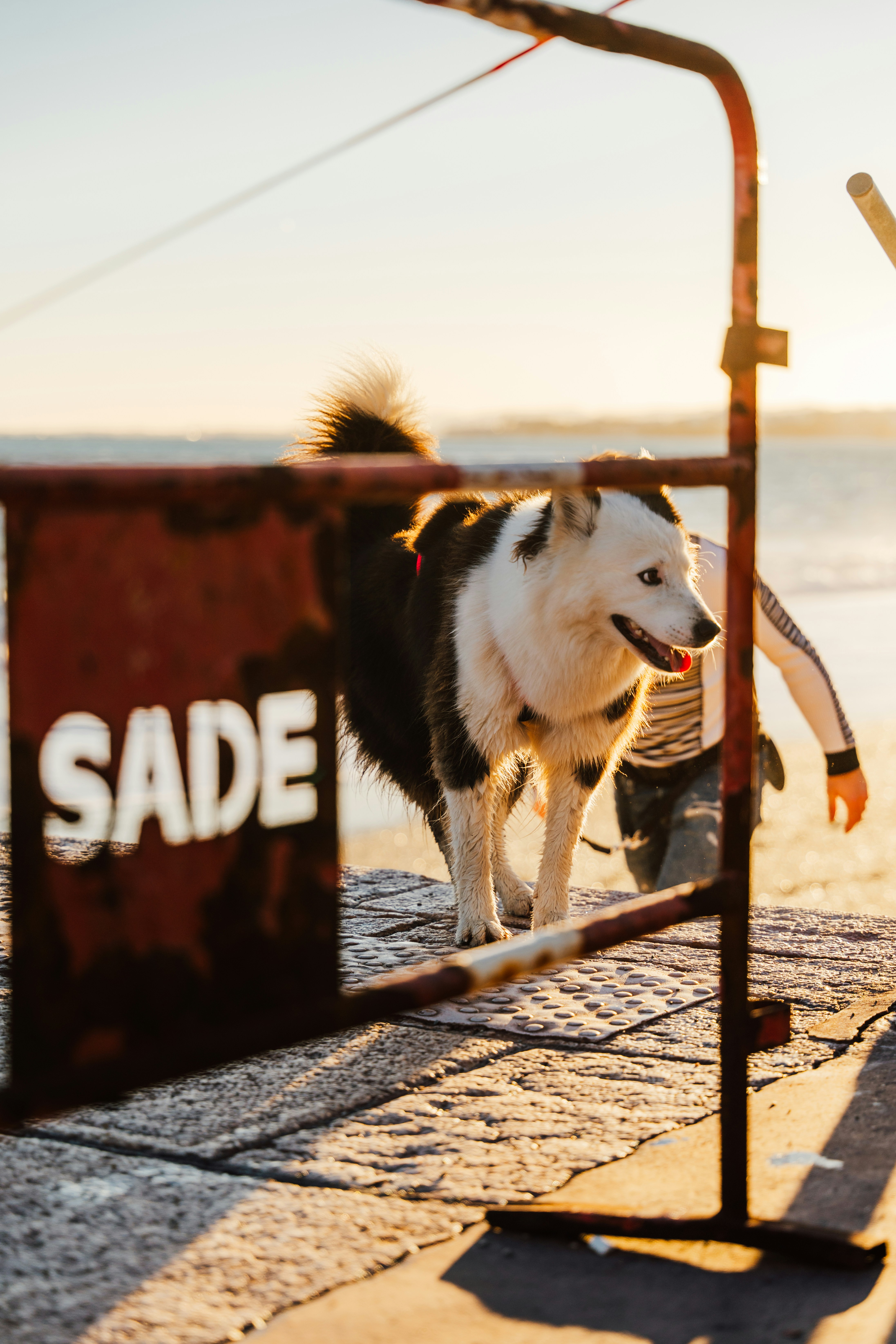 Golden Hour Helix: A Canine at the Gate