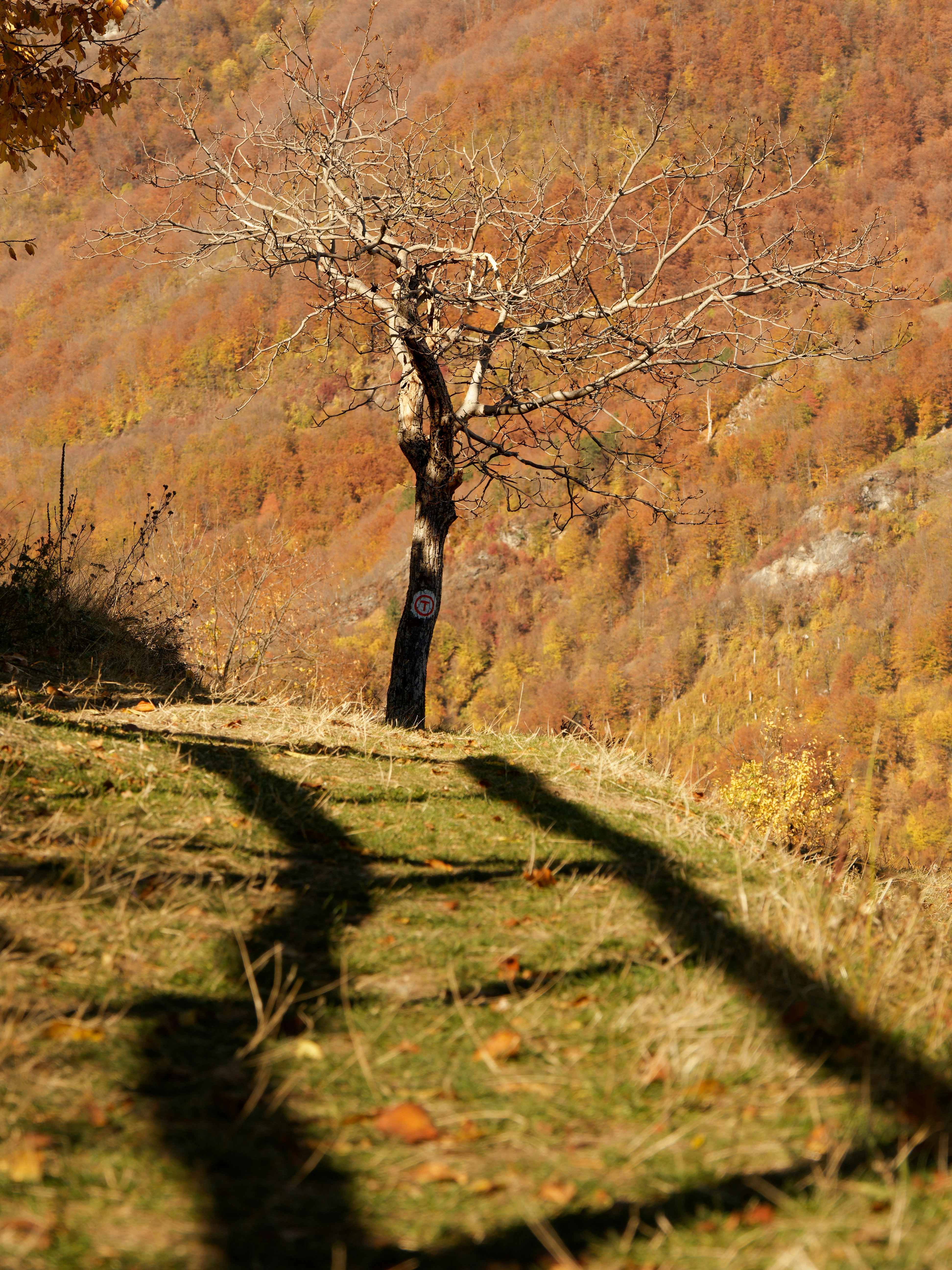 Tree Without Leaves Pictures | Download Free Images on Unsplash