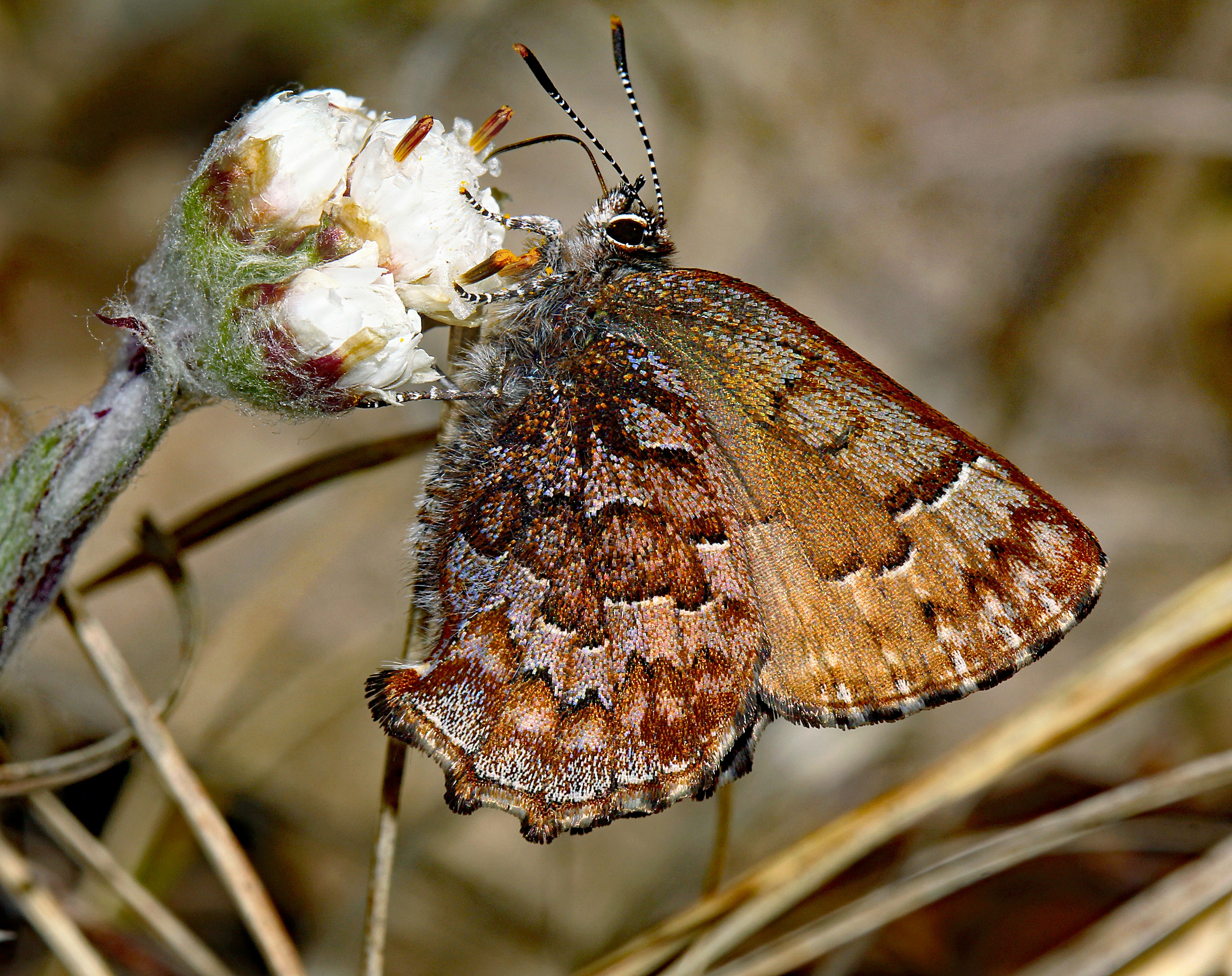 Speckled Brown on a Withered Bloom: An Intimate Macro Moment
