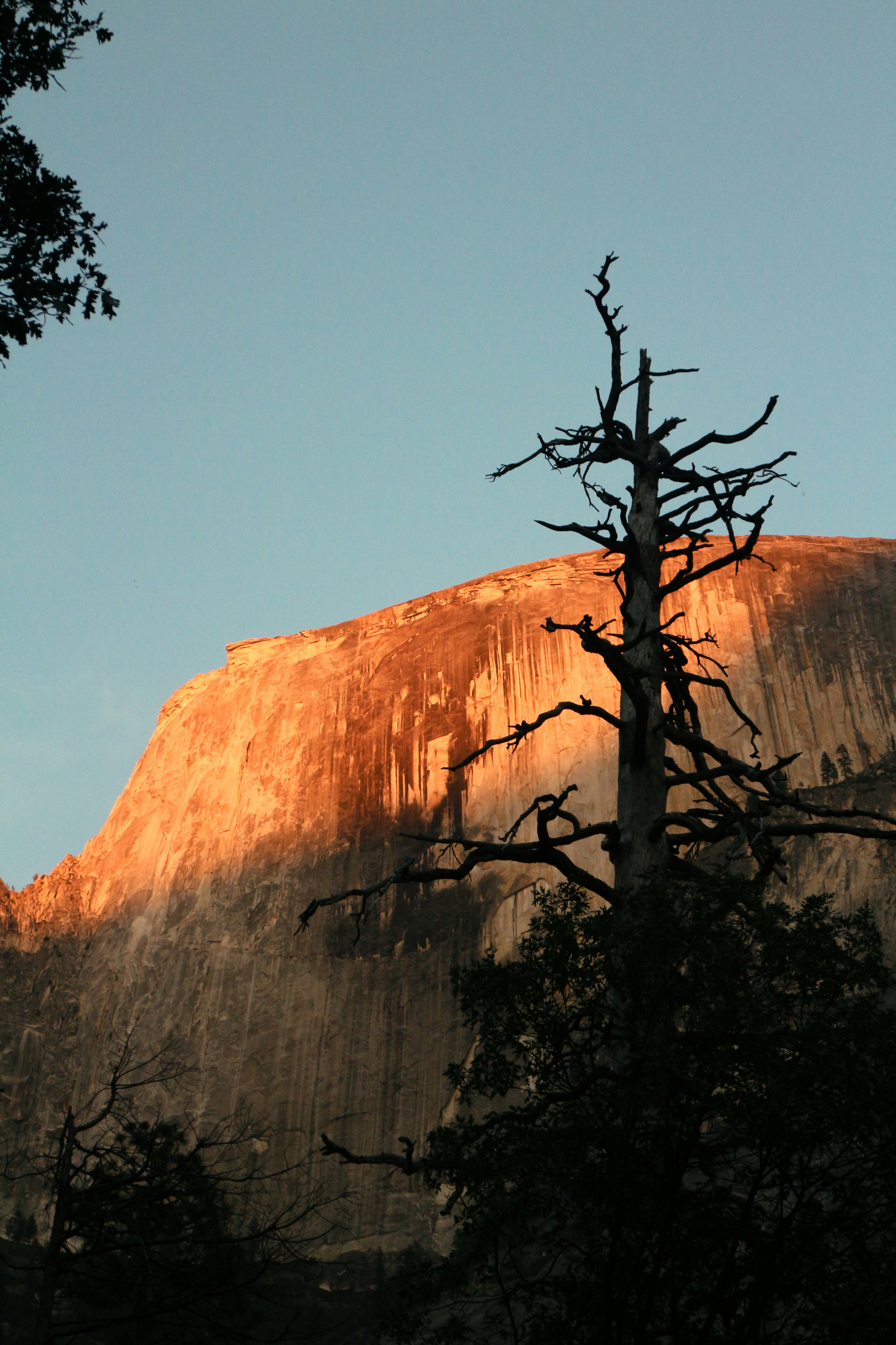 Silhouette of a Weathered Tree Framing a Sunlit Granite Monolith at Dusk