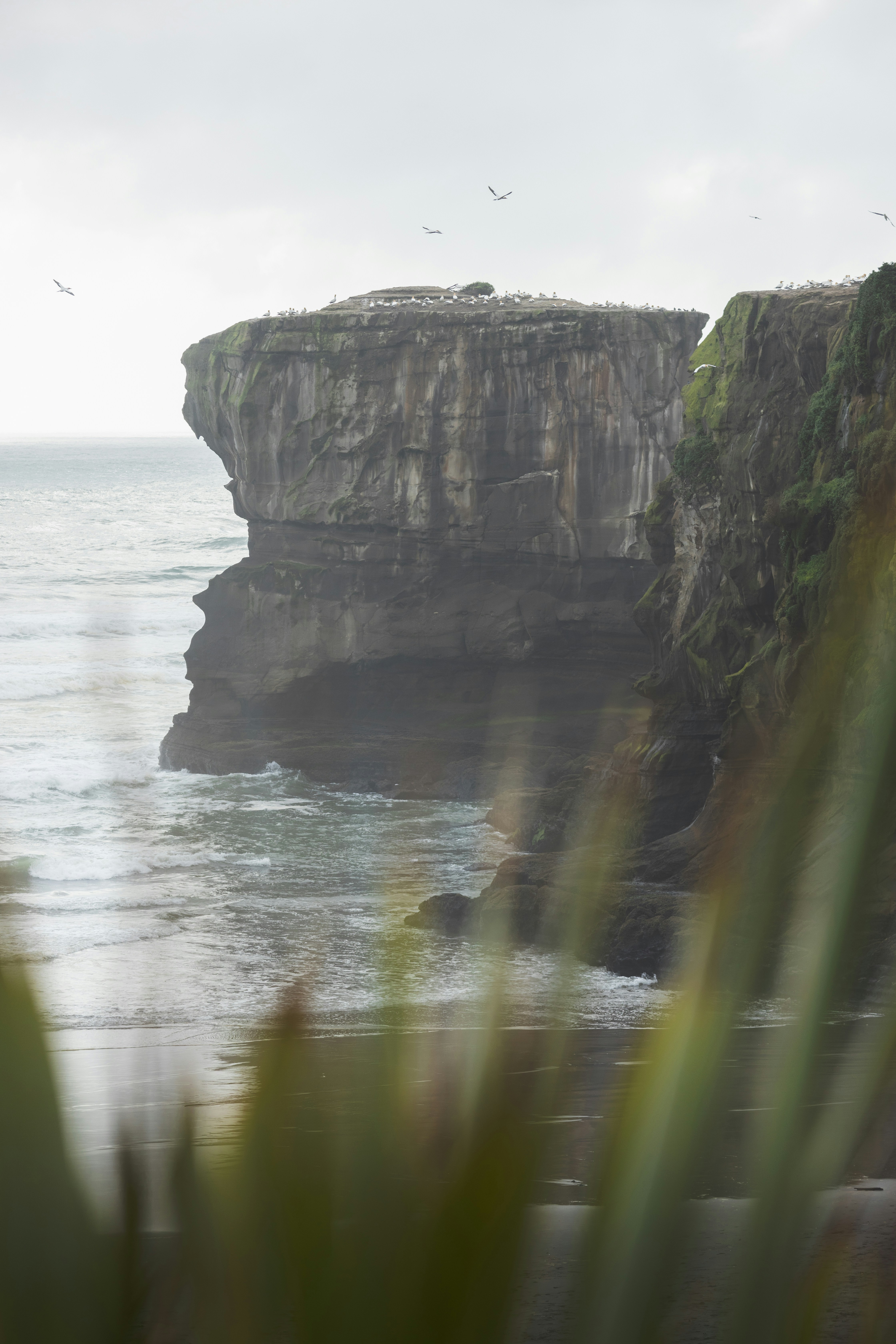 Cliff Edge Quiet: A Seabird Chorus Overhanging the Sea