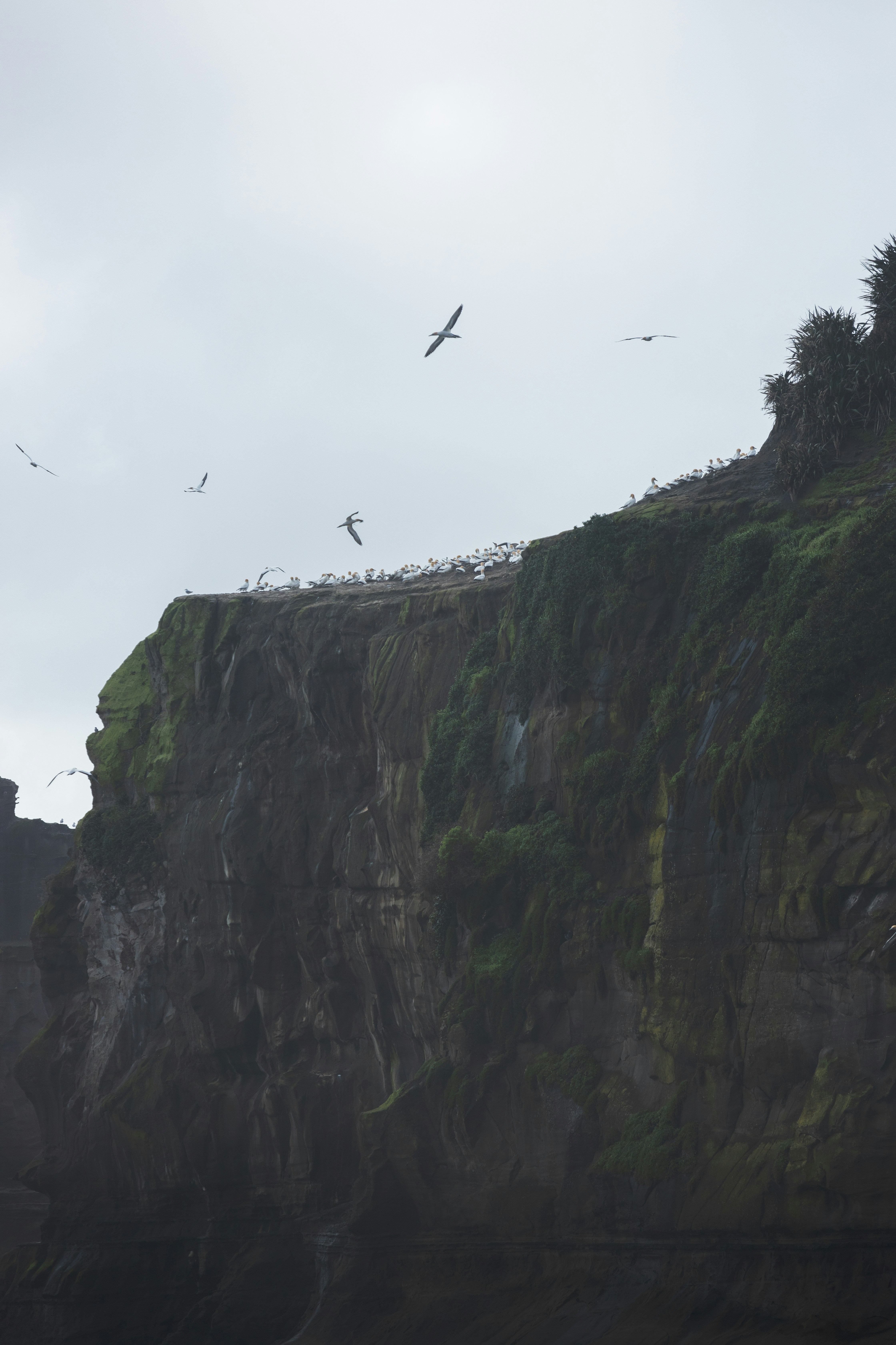 Birds flying over a cliff on a cloudy day photo – Free Forest Image on ...