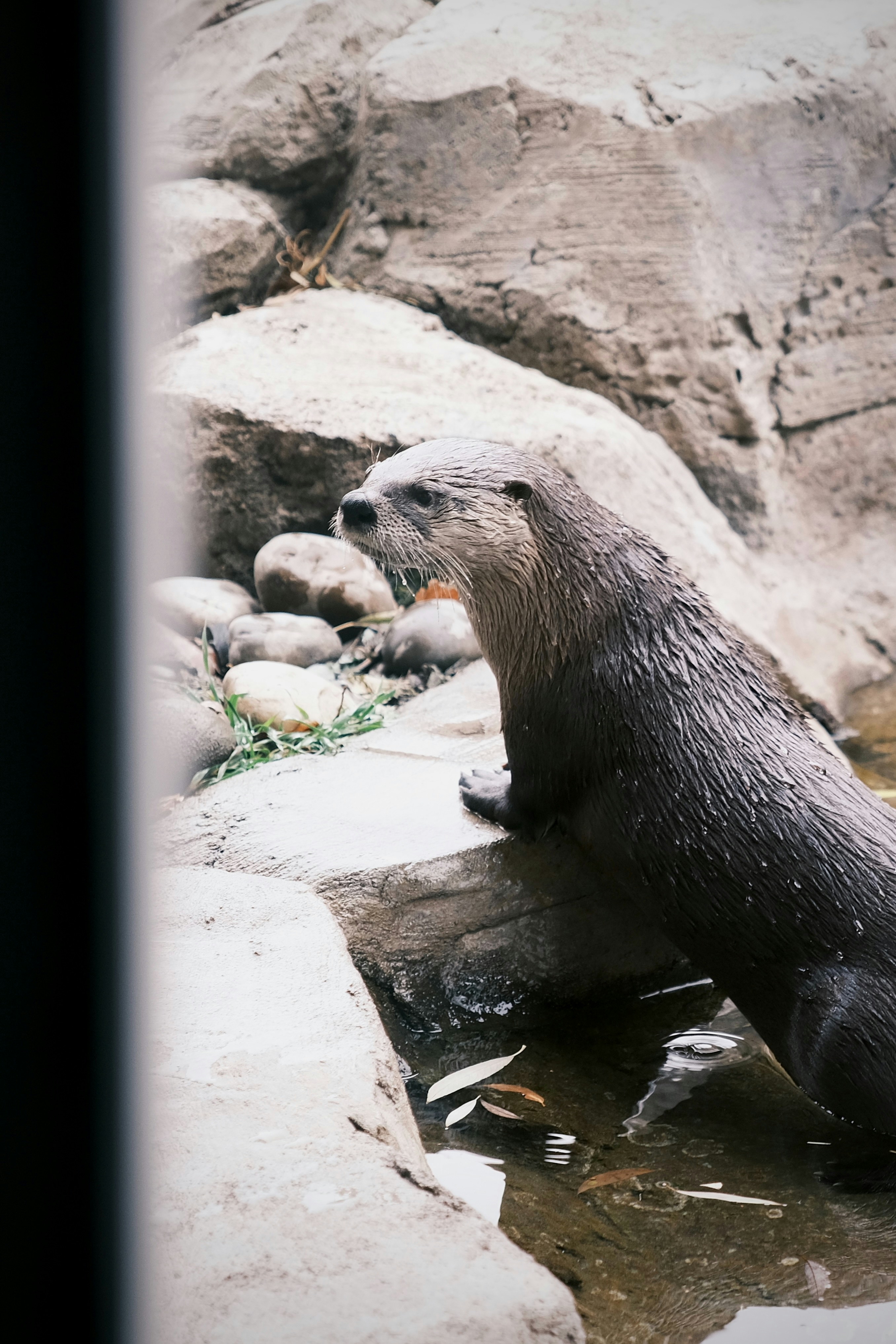 Roving Otter at the Rockpool: a Quiet Moment Behind Glass