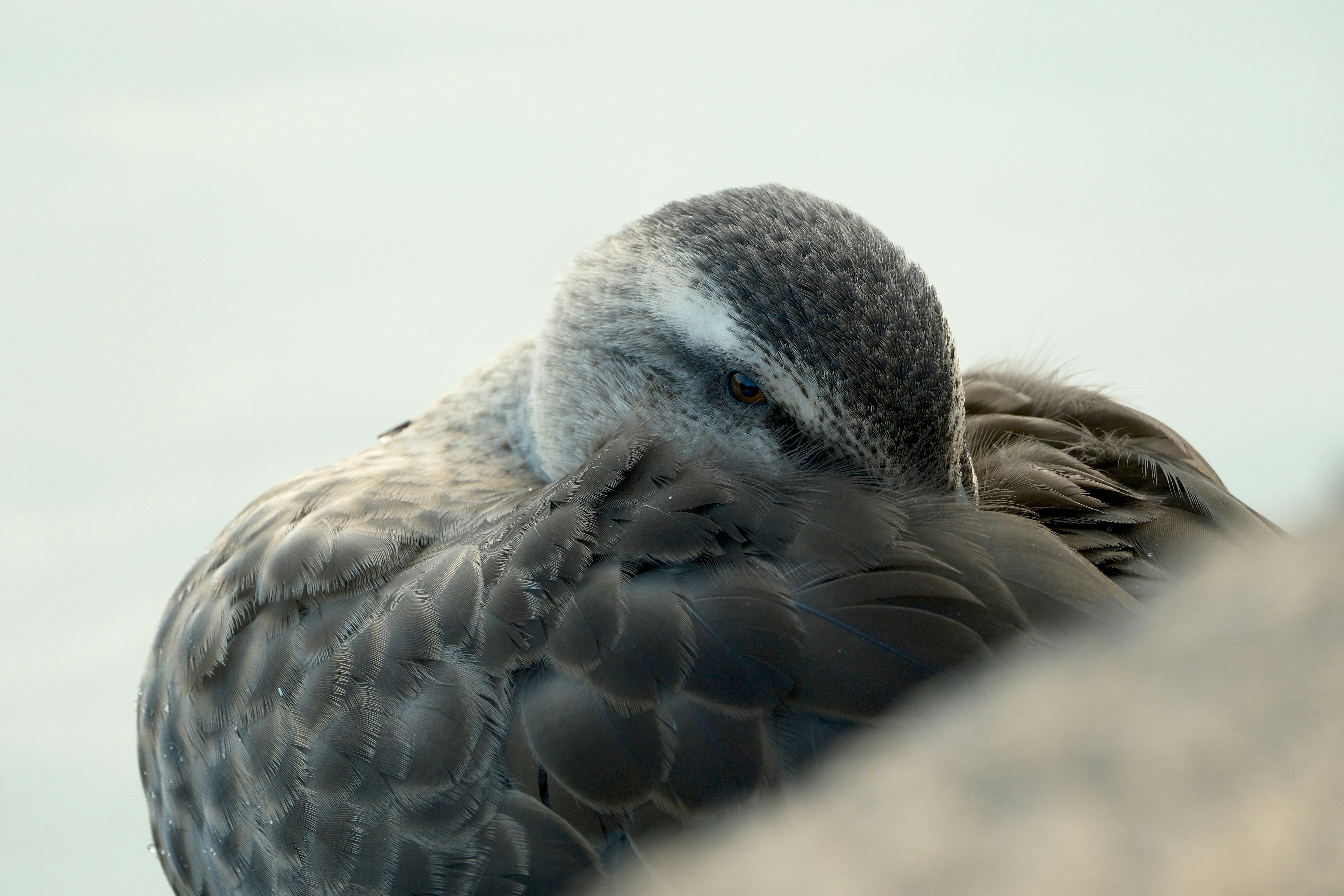 Downturned Gaze: A close-in portrait of a resting gull
