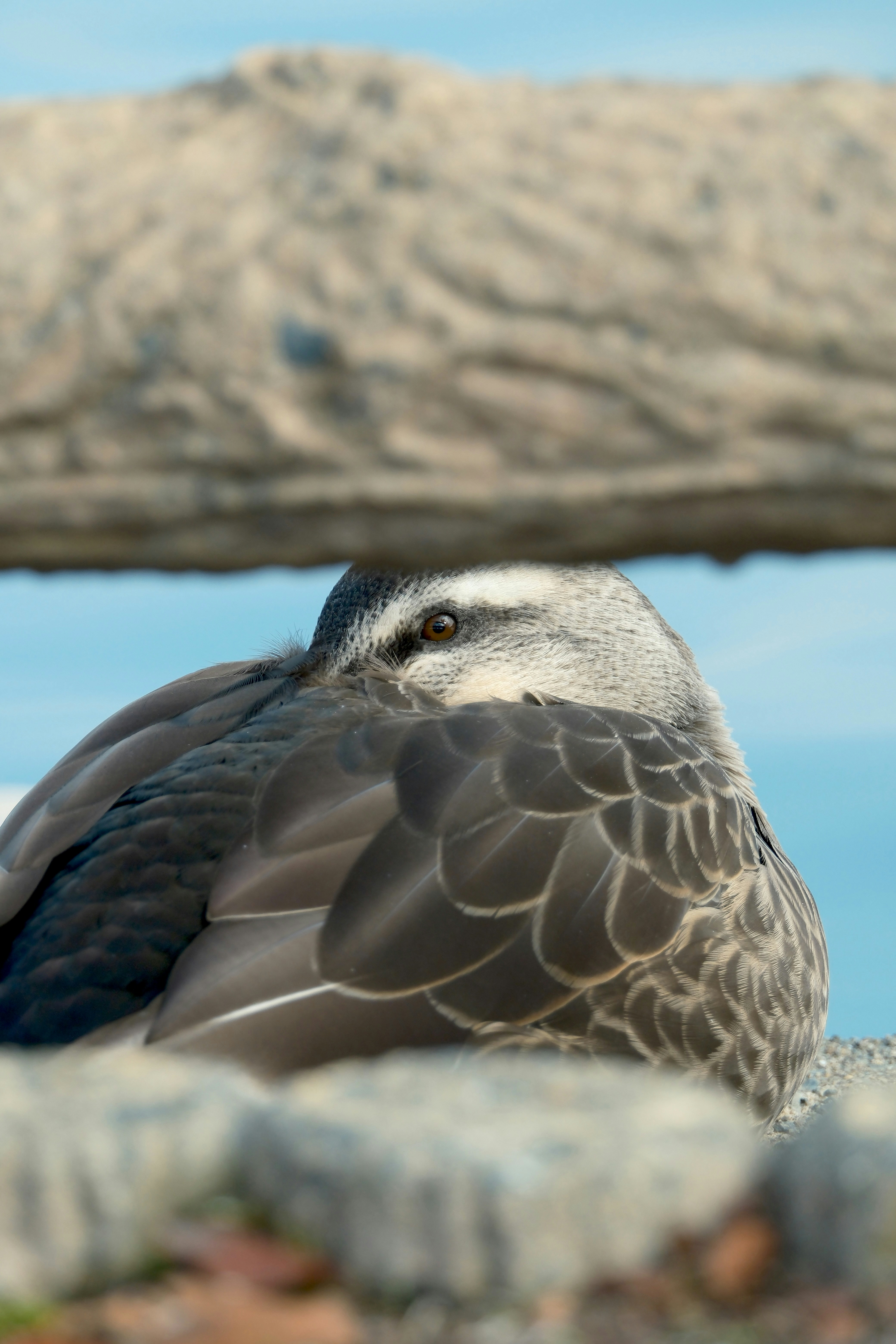 Photo by Seiya Maeda with Fujifilm X-H2S