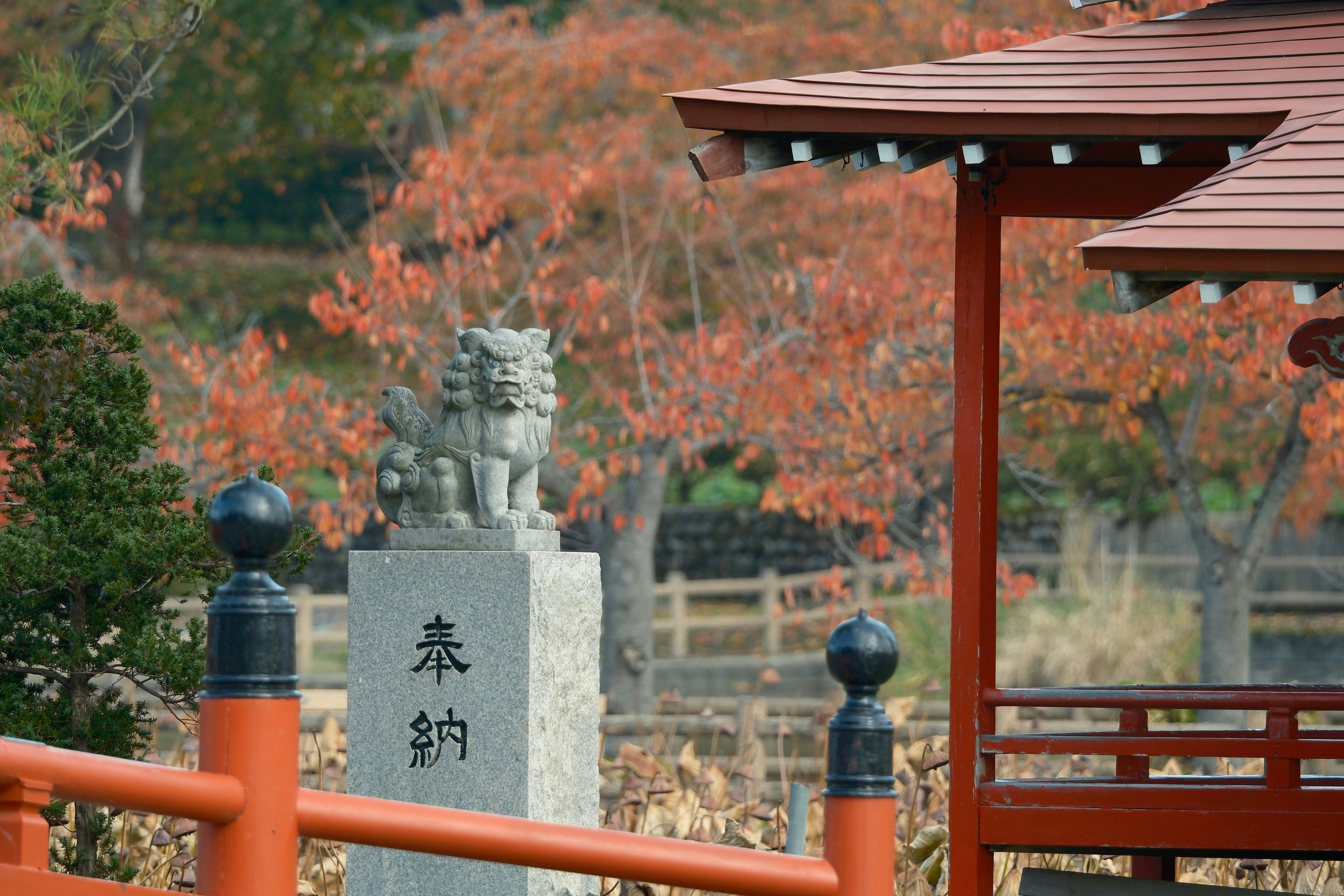 Photo by Seiya Maeda with Fujifilm X-H2S