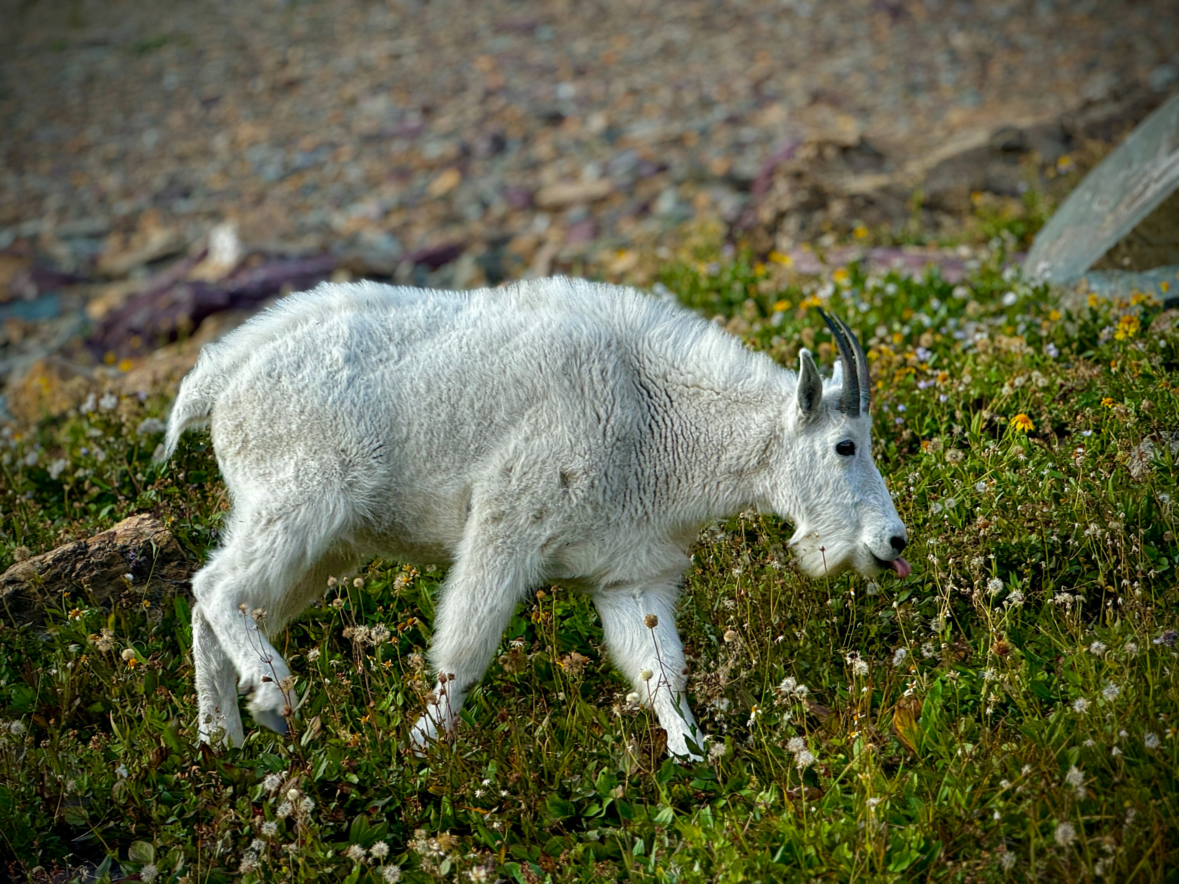 Snow-White Mountain Goat Among Wildflowers on a Quiet Alpine Slope