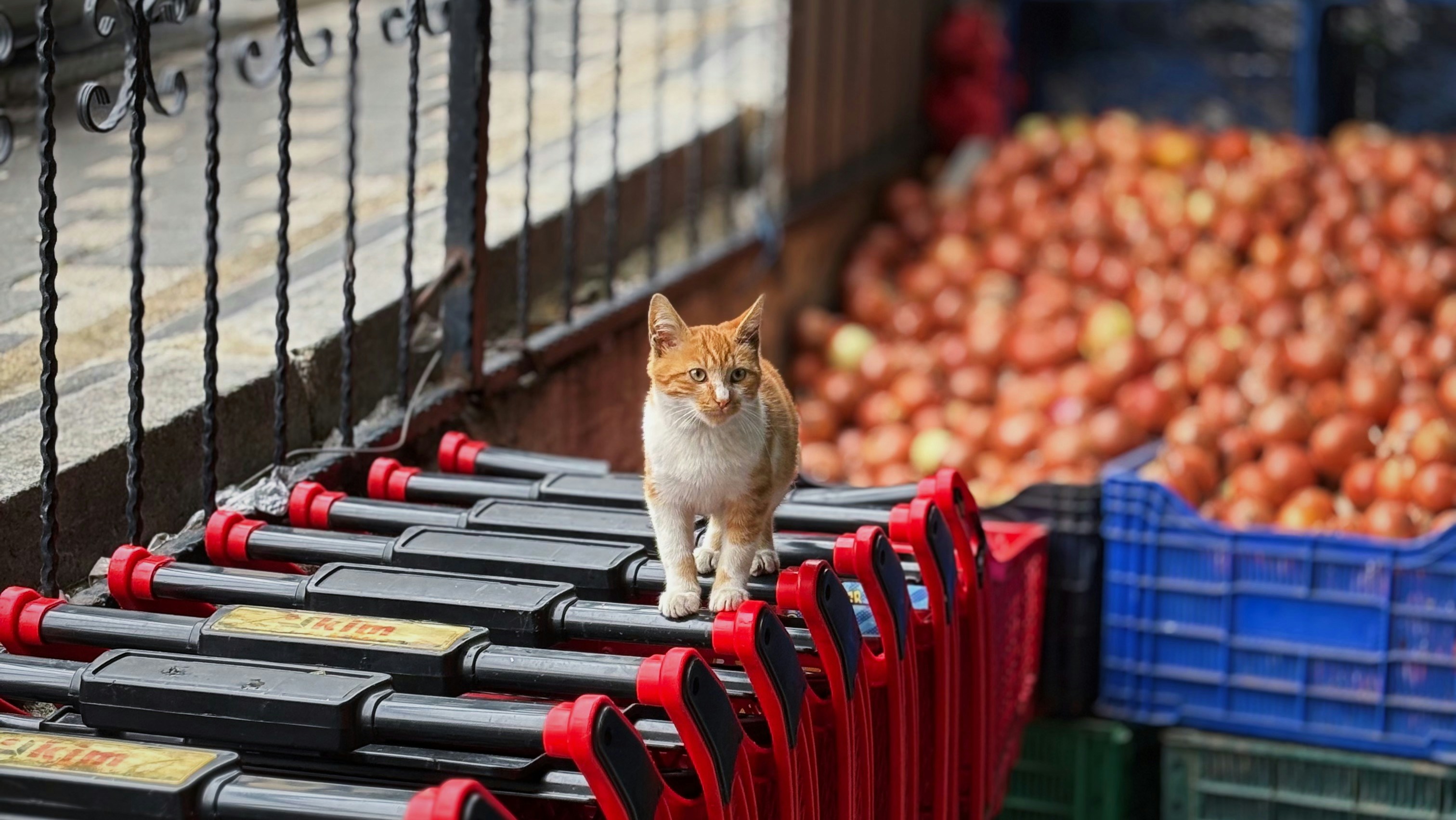 Curious Orange Cat Balances on Market Carts Amid Onion Bales