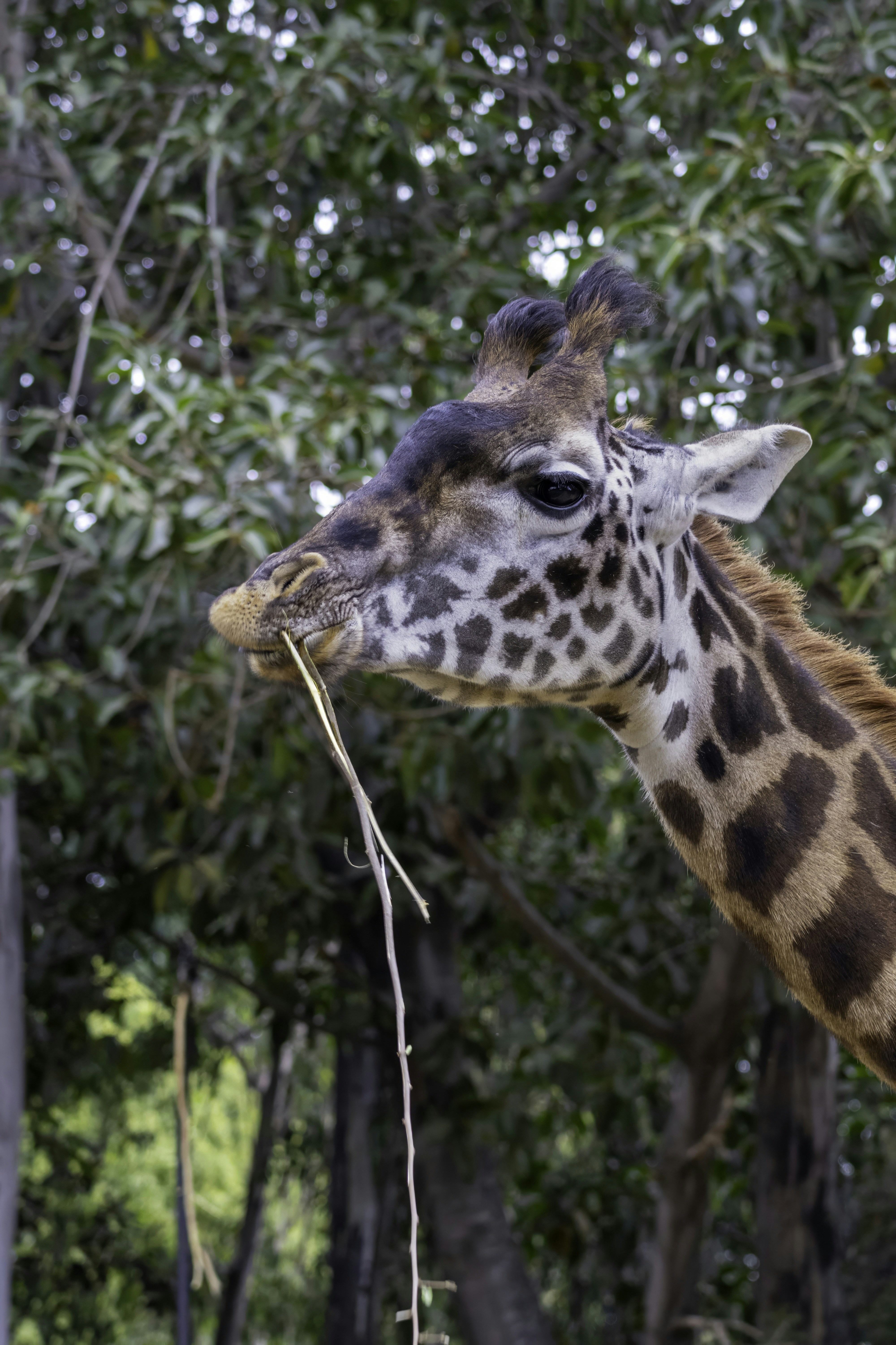 Giraffe in Profile, Nibbling a Twig Under Canopy