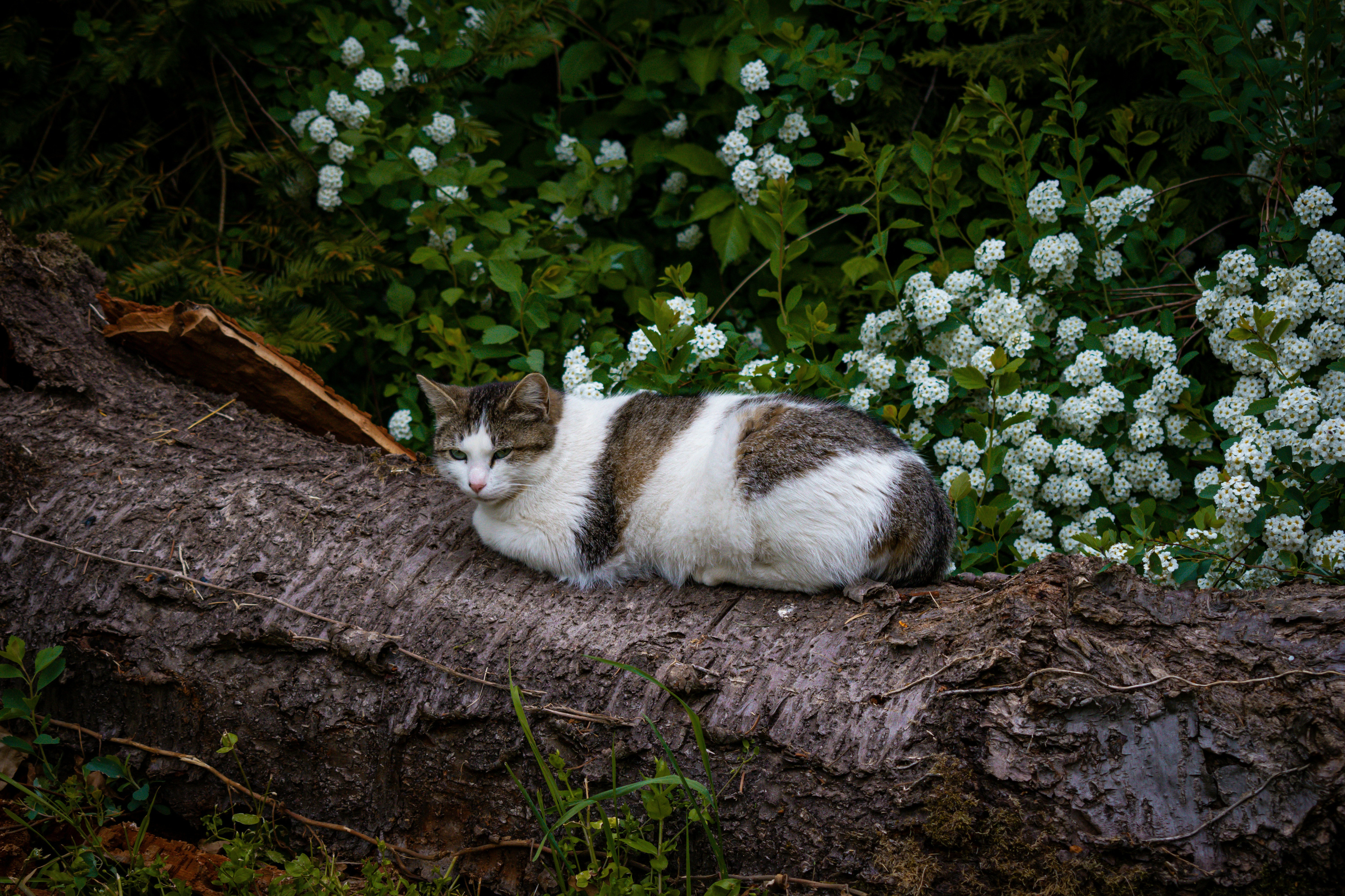Dozing on a Weathered Log Beneath White Blooms