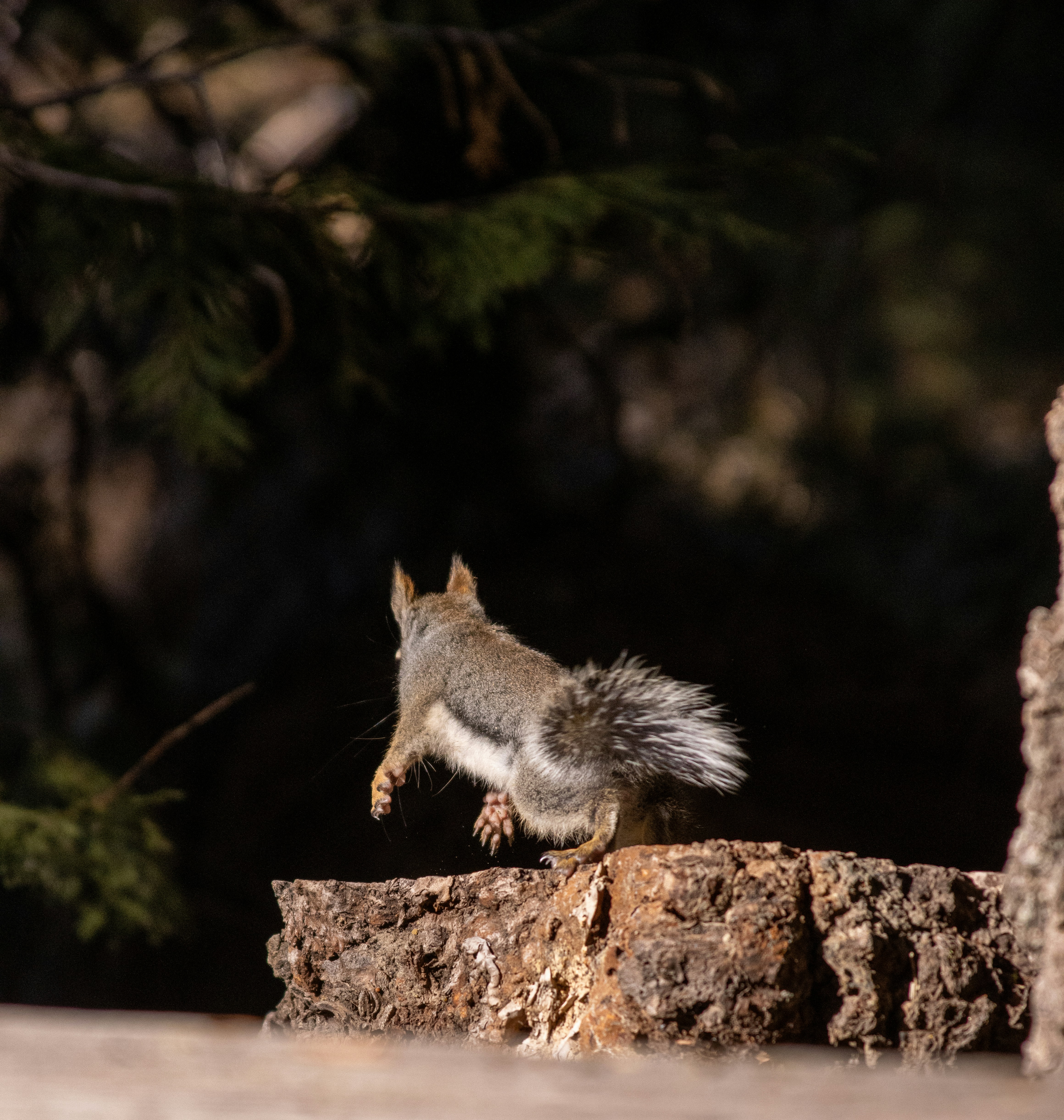 Leap of winter: a gray squirrel springs from a sunlit rock