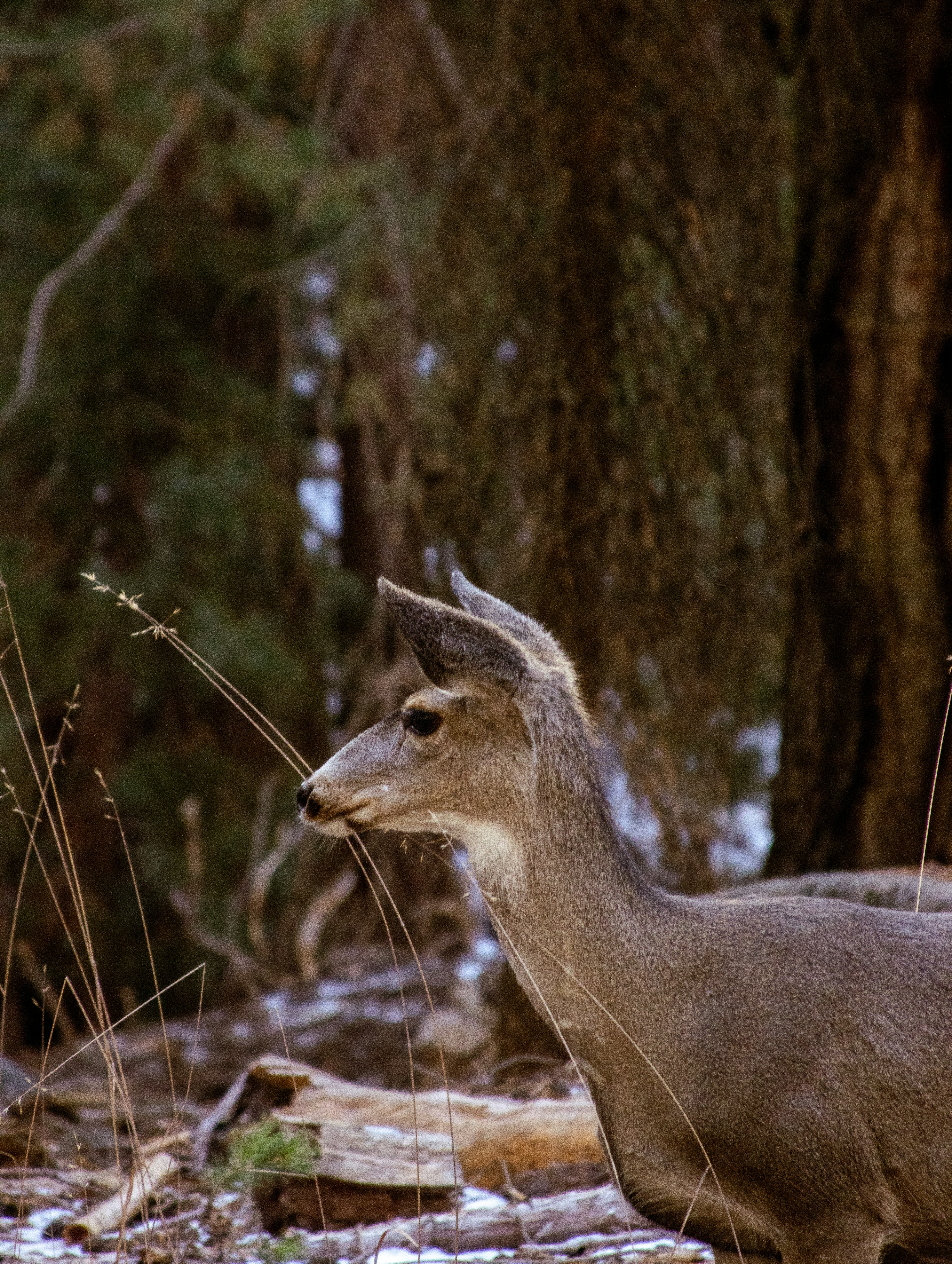 Whispers of the Forest: A Deer’s Moment