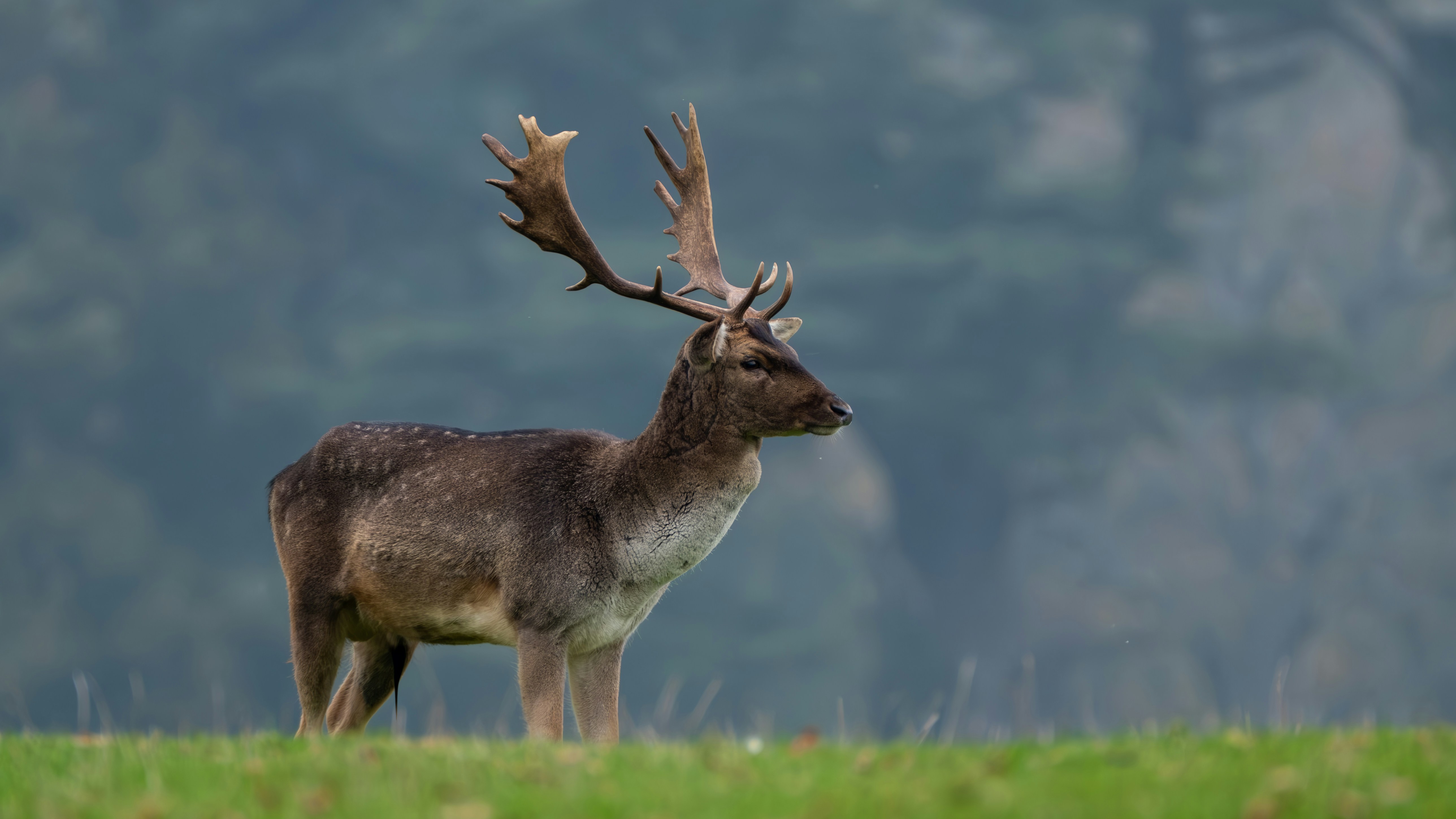 Foto Seekor rusa dengan tanduk berdiri di ladang – Gambar Binatang ...