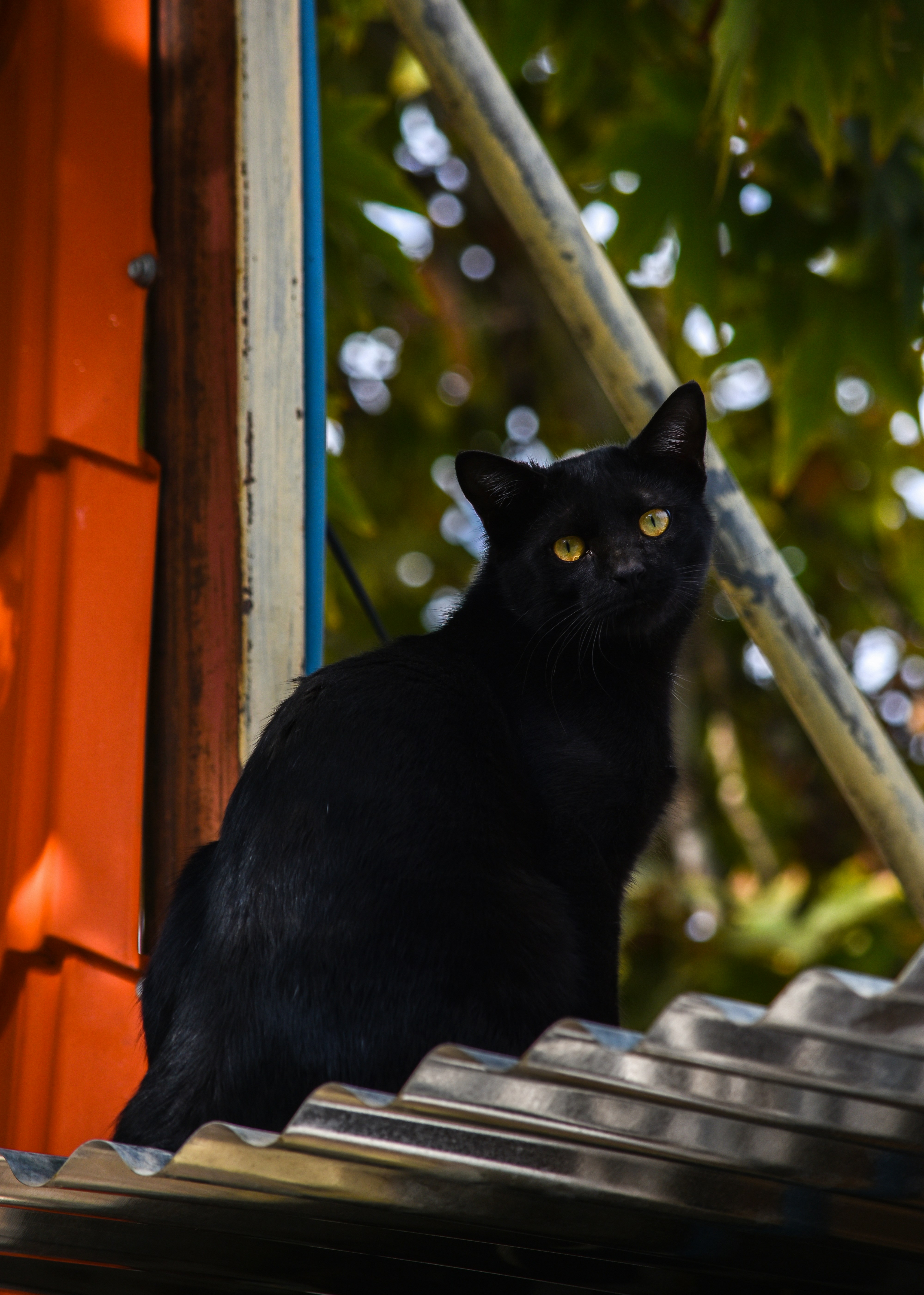 Midday Vigil: The Black Cat on a Corrugated Roof
