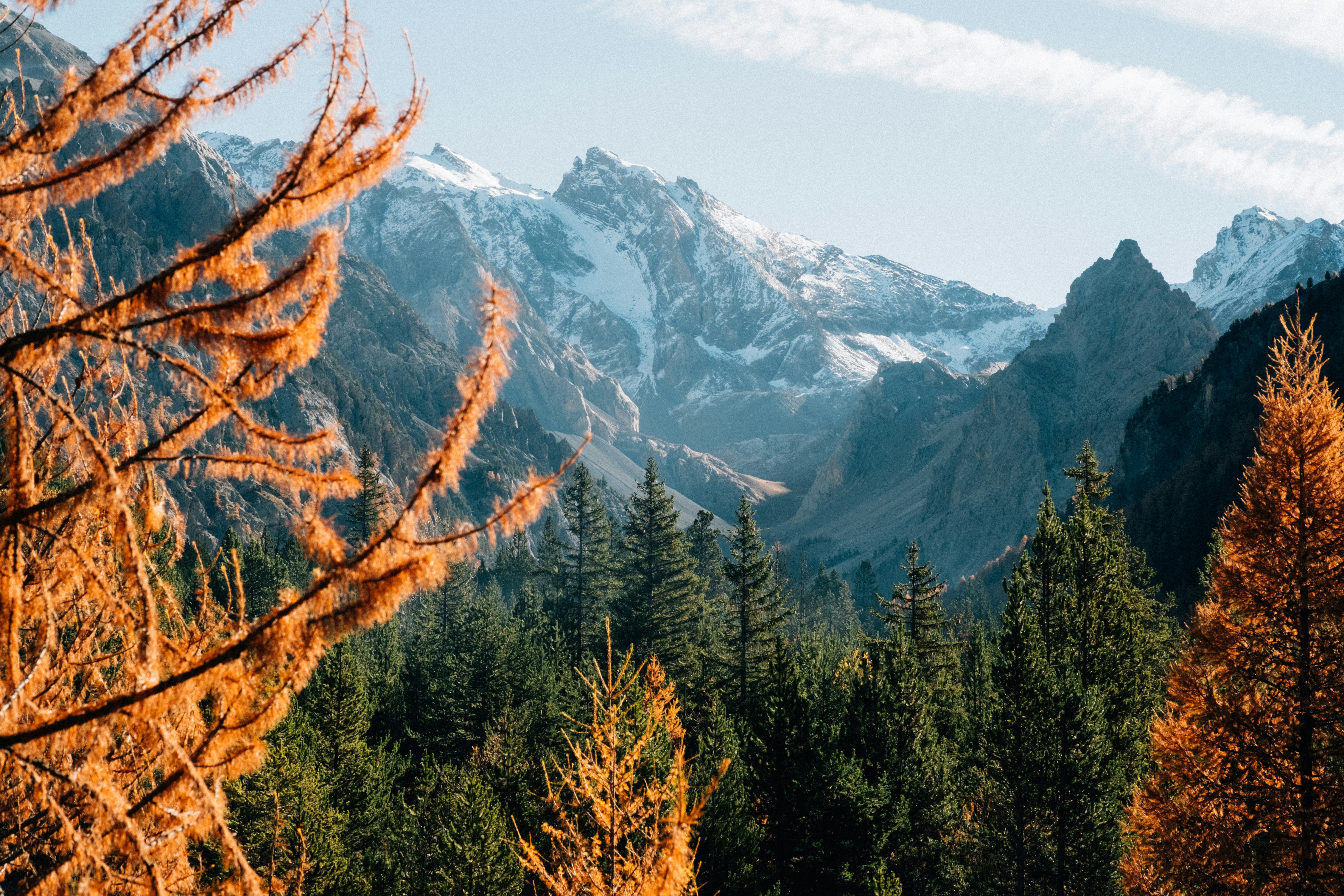Ember Pines Framing a Snowbound Ridge at Dusk