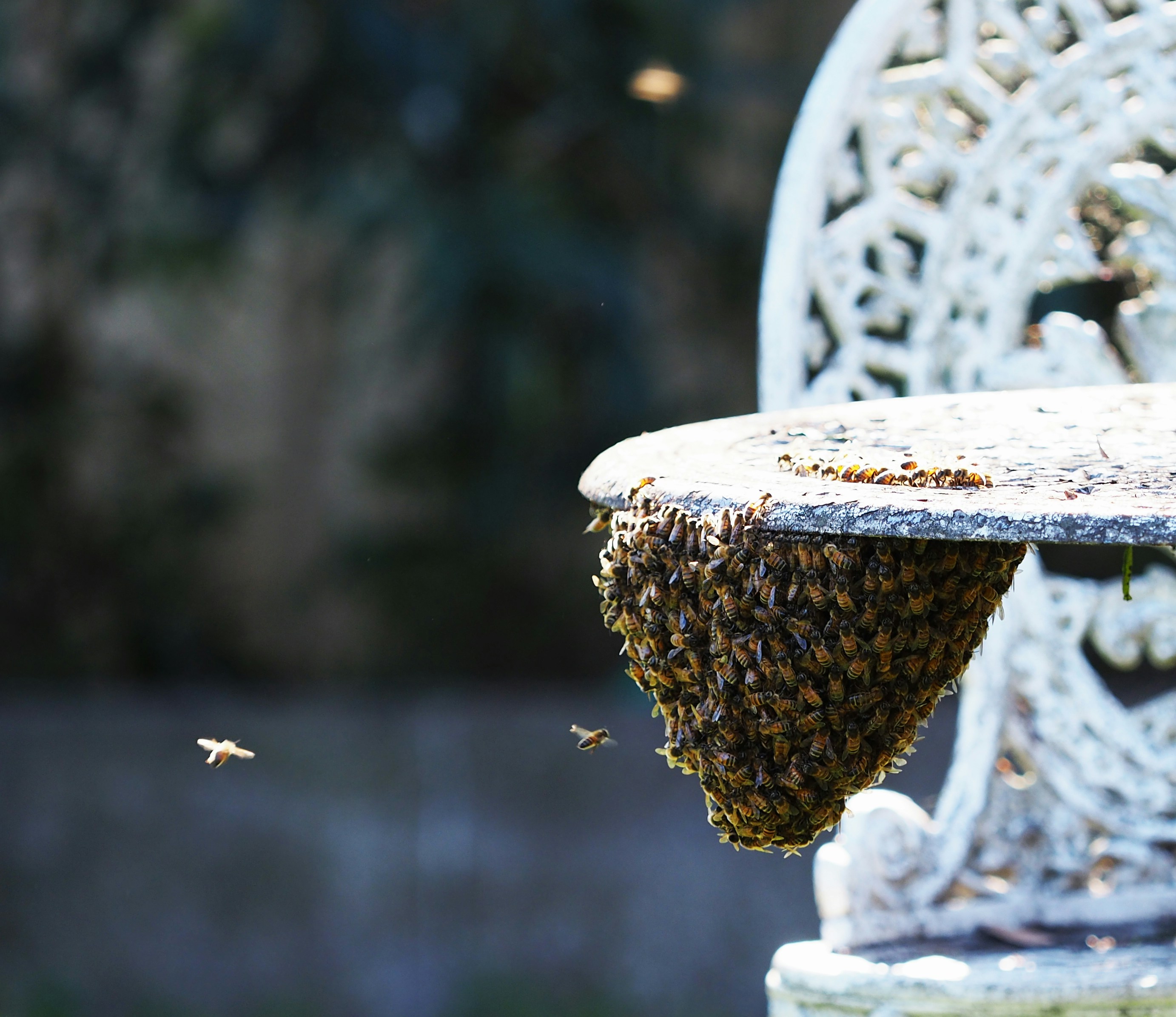 A beehive with a bunch of bees flying around it photo – Free Insects ...