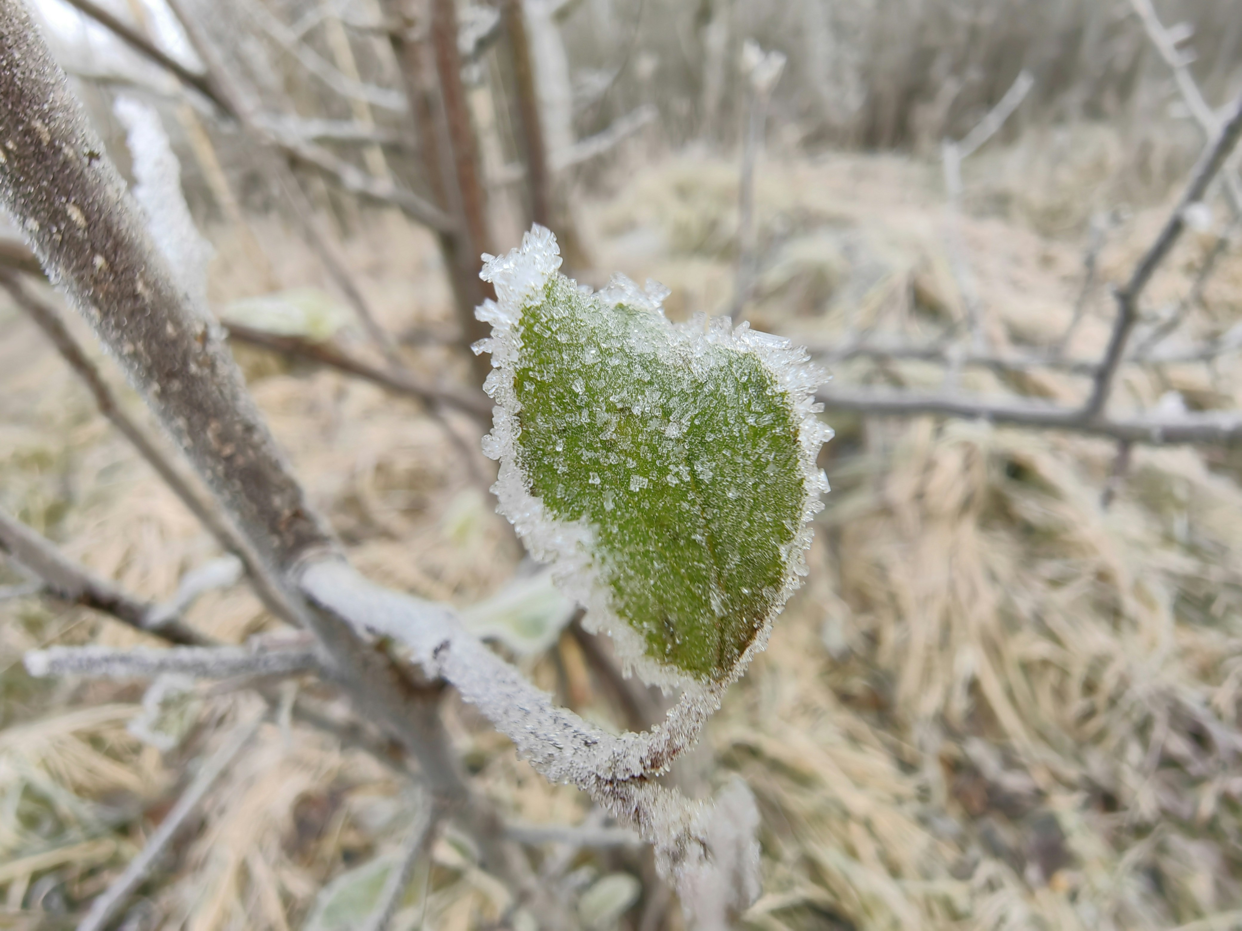 Frosted Leaf Embraced by Quiet Winter Understory