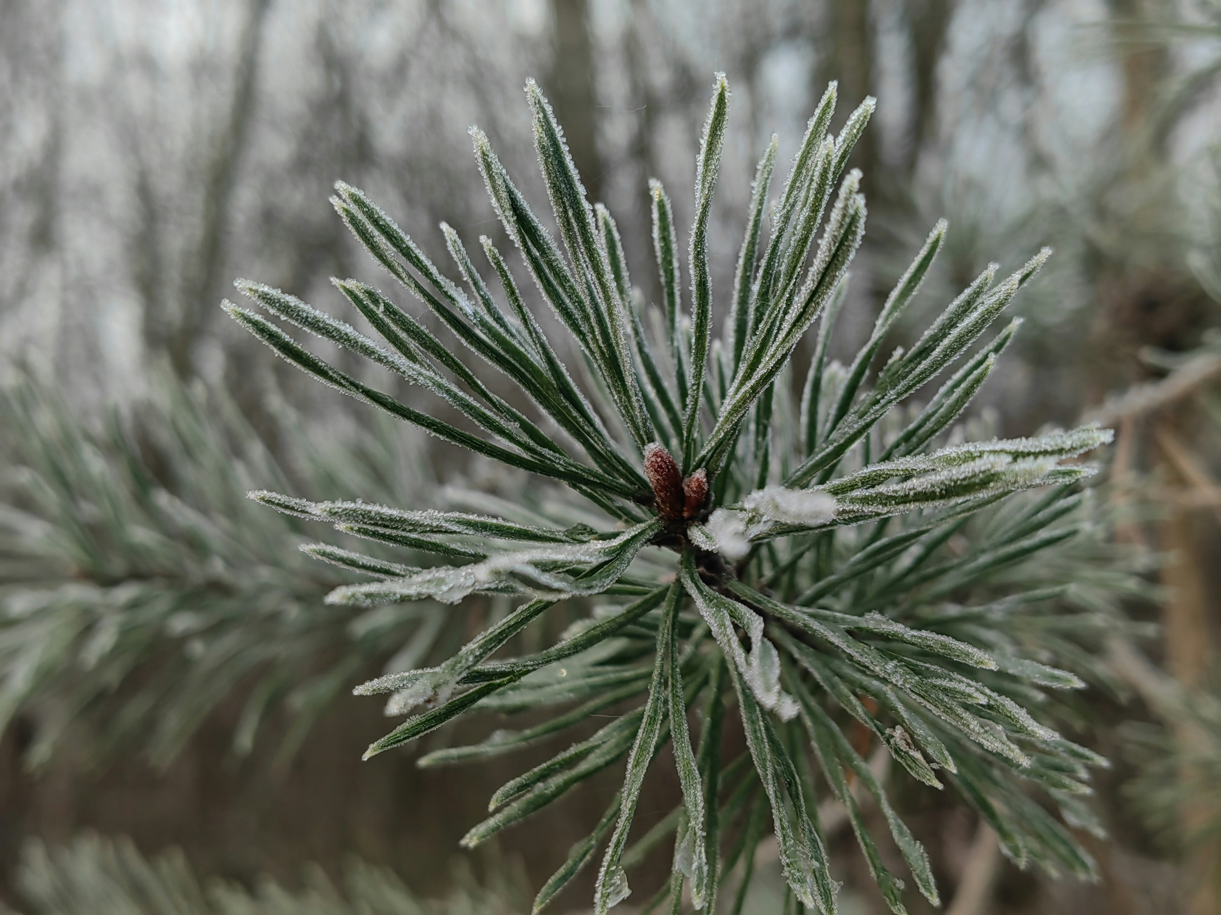 Frost-Trimmed Pine Needles: a Macro Portrait of Winter's Quiet Green