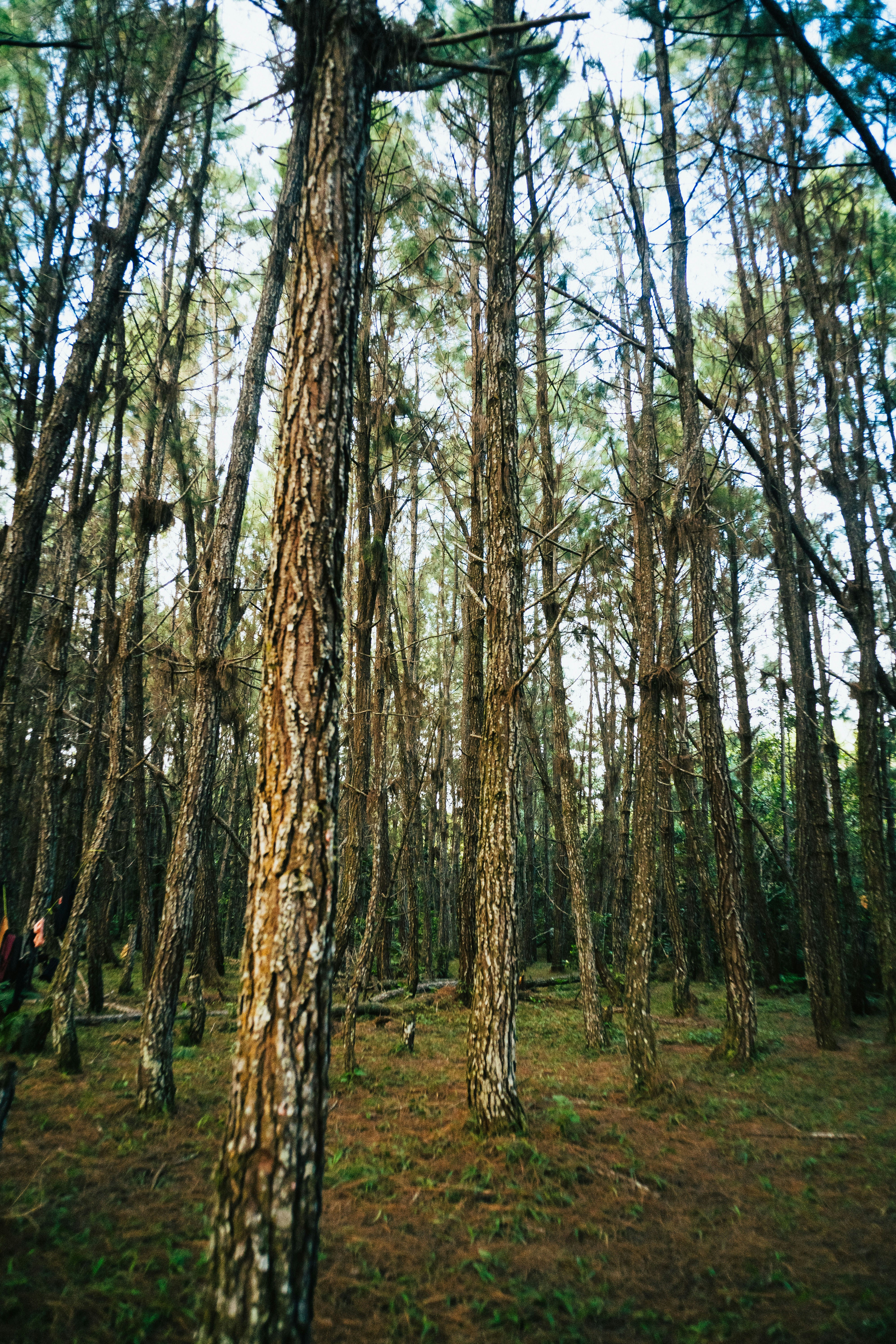 Pine Cathedral: Sunlit Trunk Columns in a Quiet Forest Corridor