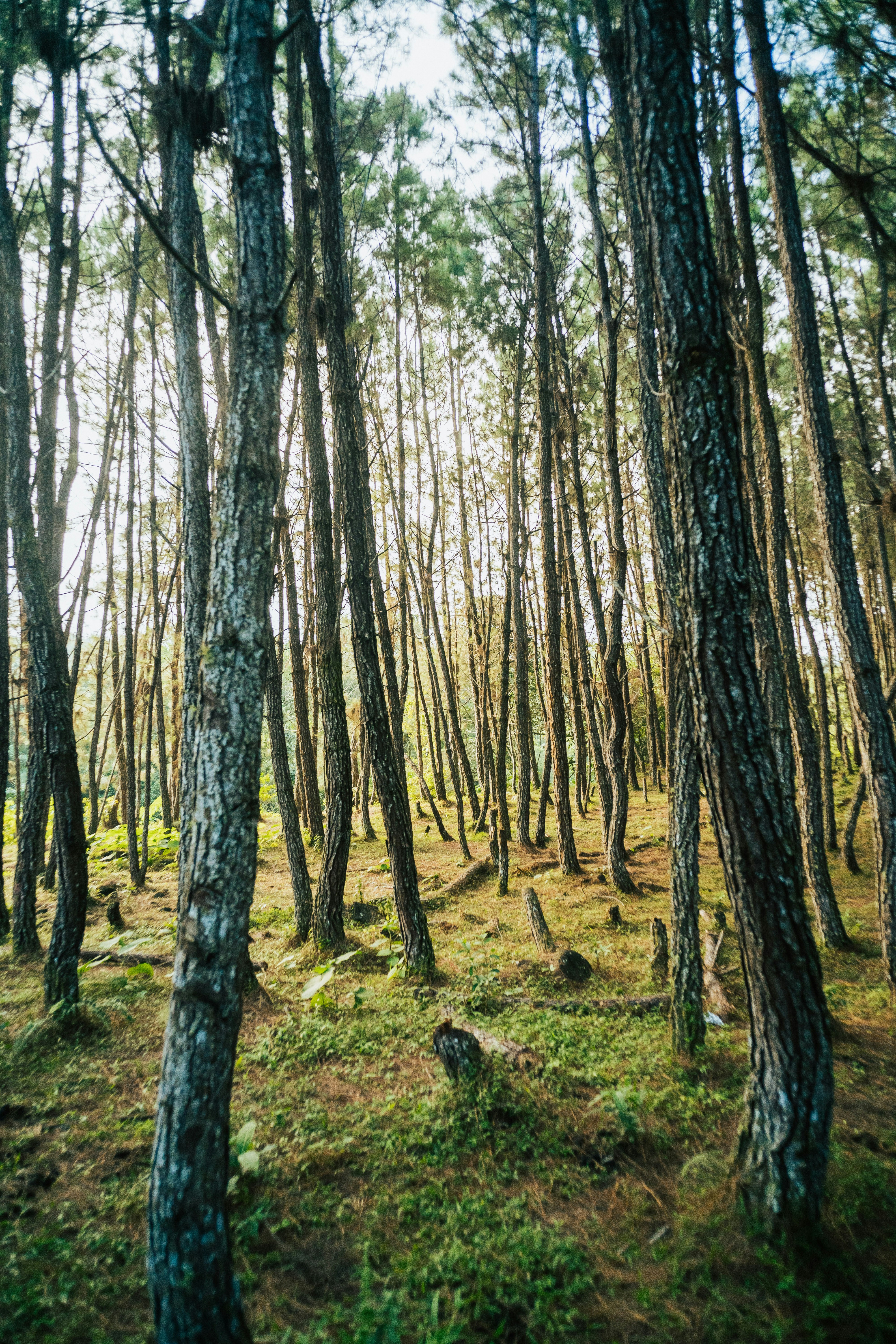 Sunlit Threadwork Through a Silent Pine Forest